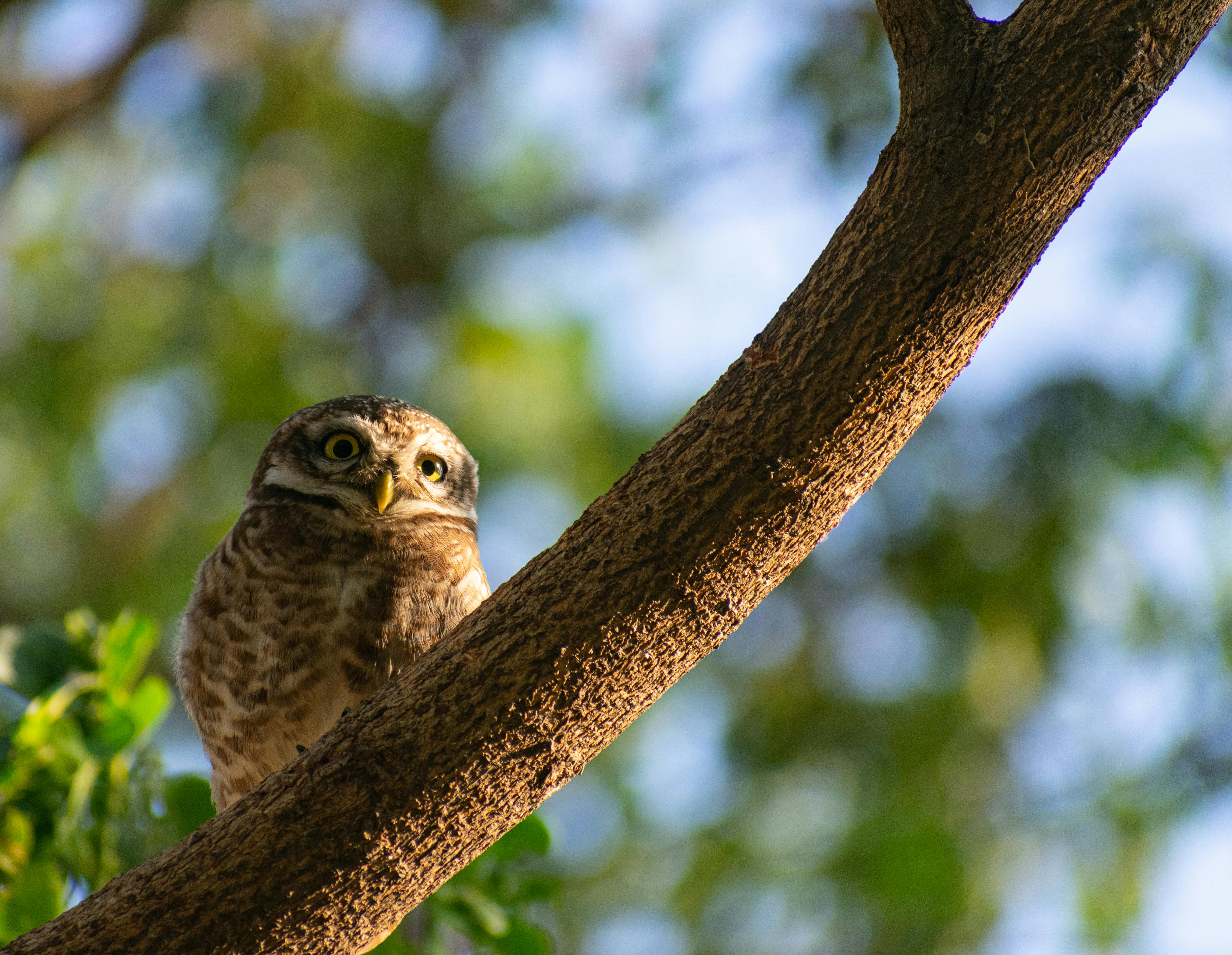Brown Owl On Tree Branch · Free Stock Photo