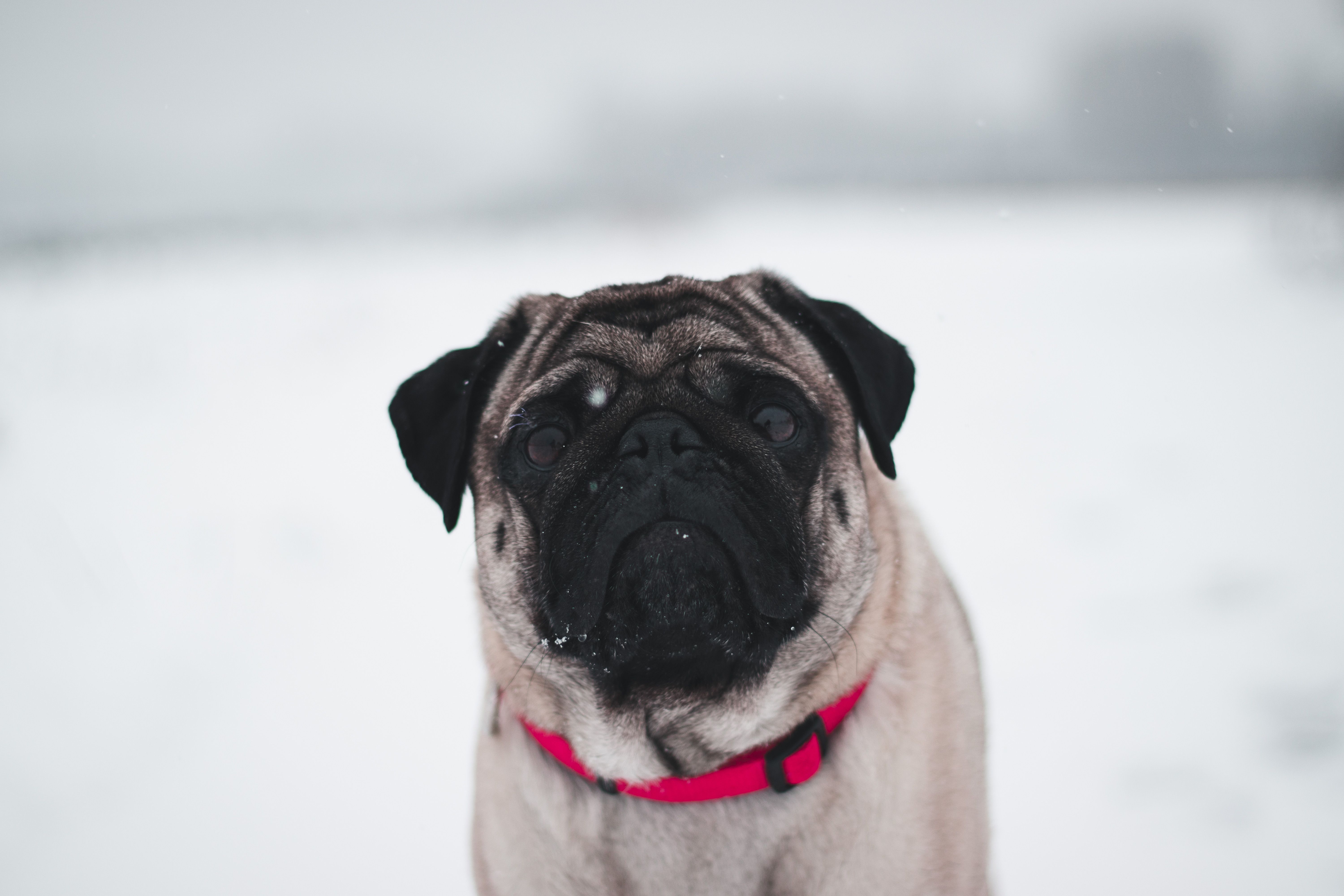 Chinese Fawn Pug · Free Stock Photo