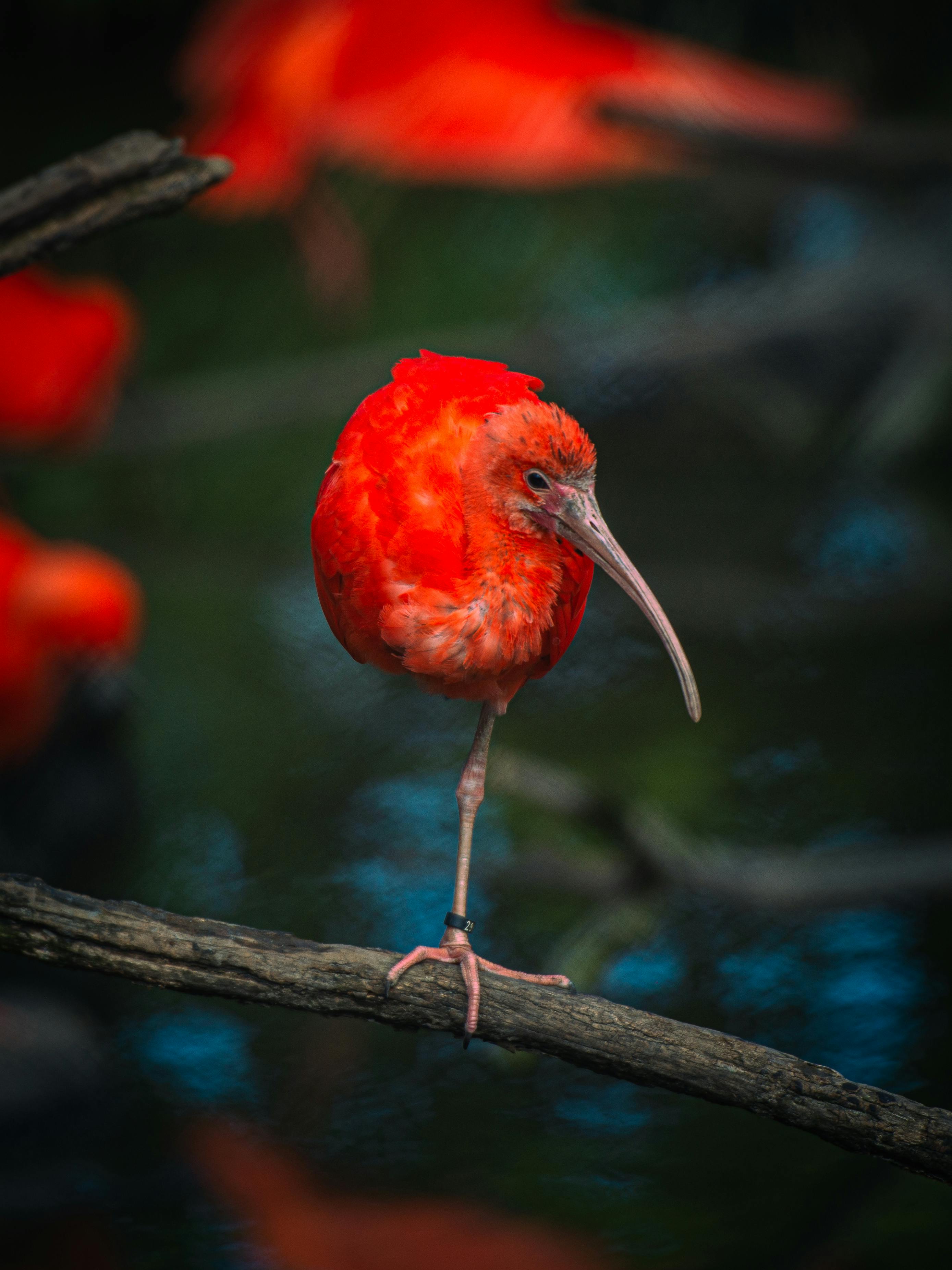 Close-up of a Scarlet Ibis on a Tree Branch over Water · Free Stock Photo