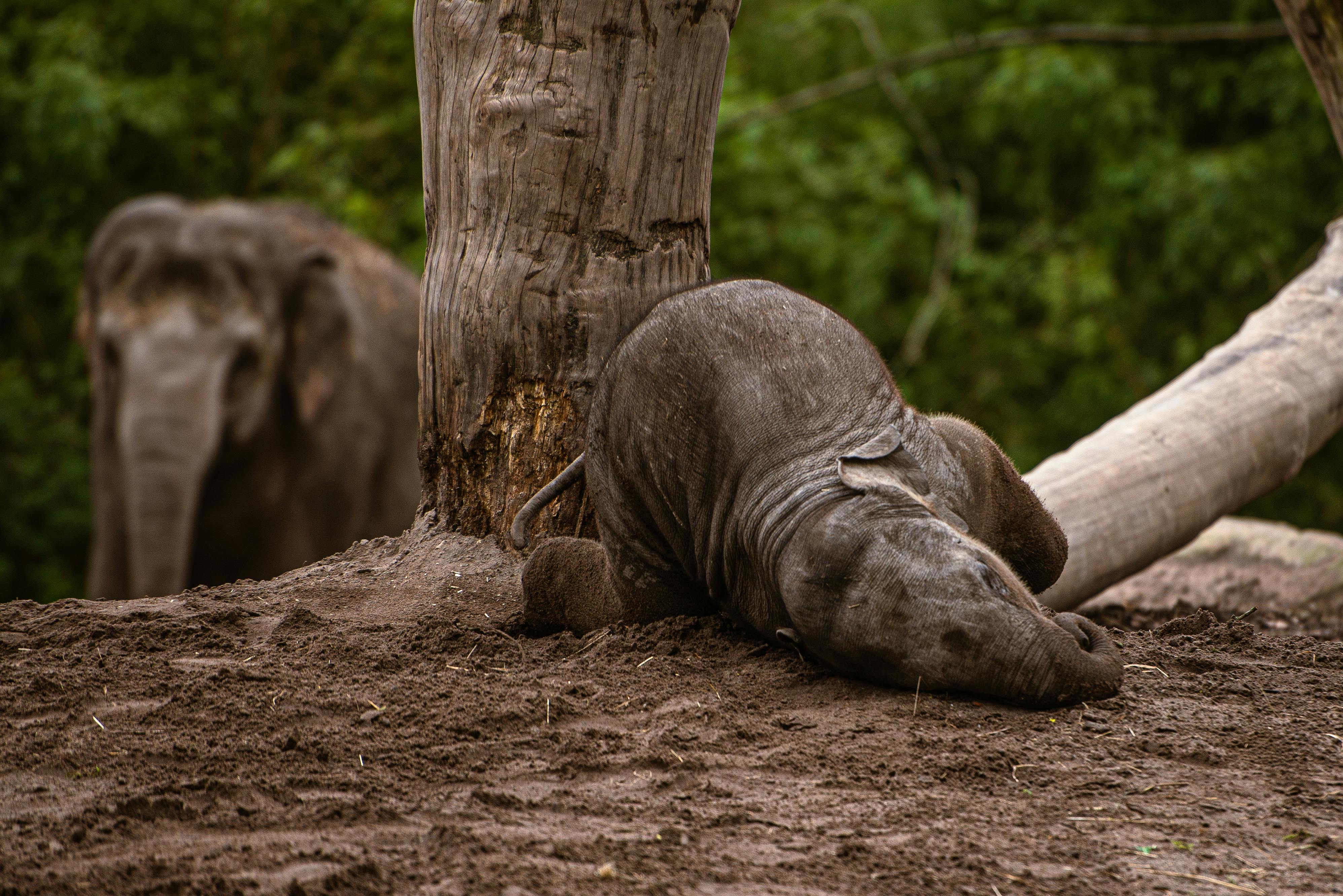 1 Elephant Beside on Baby Elephant · Free Stock Photo
