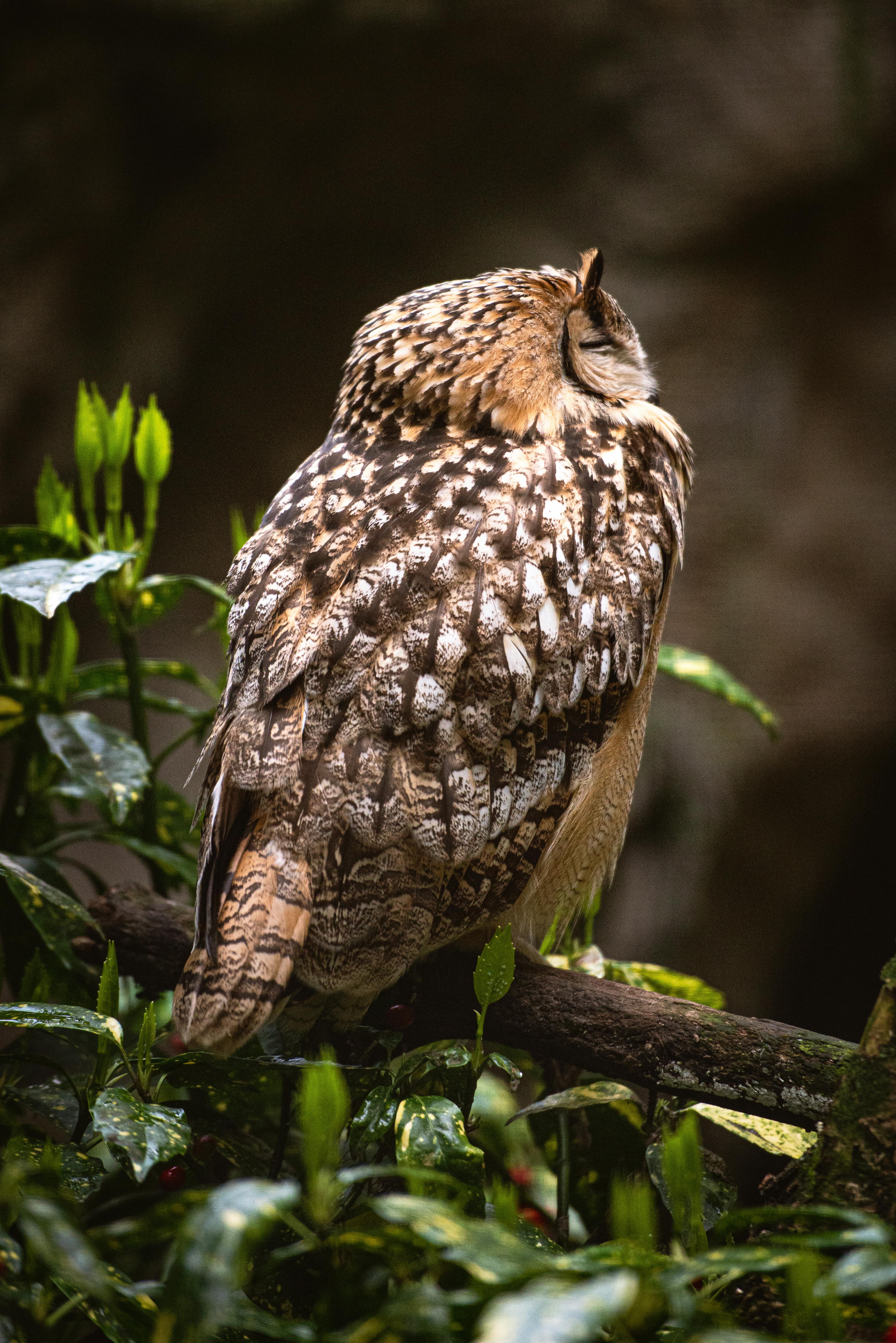 Honey Guid Bird Photos, Download The BEST Free Honey Guid Bird Stock ...