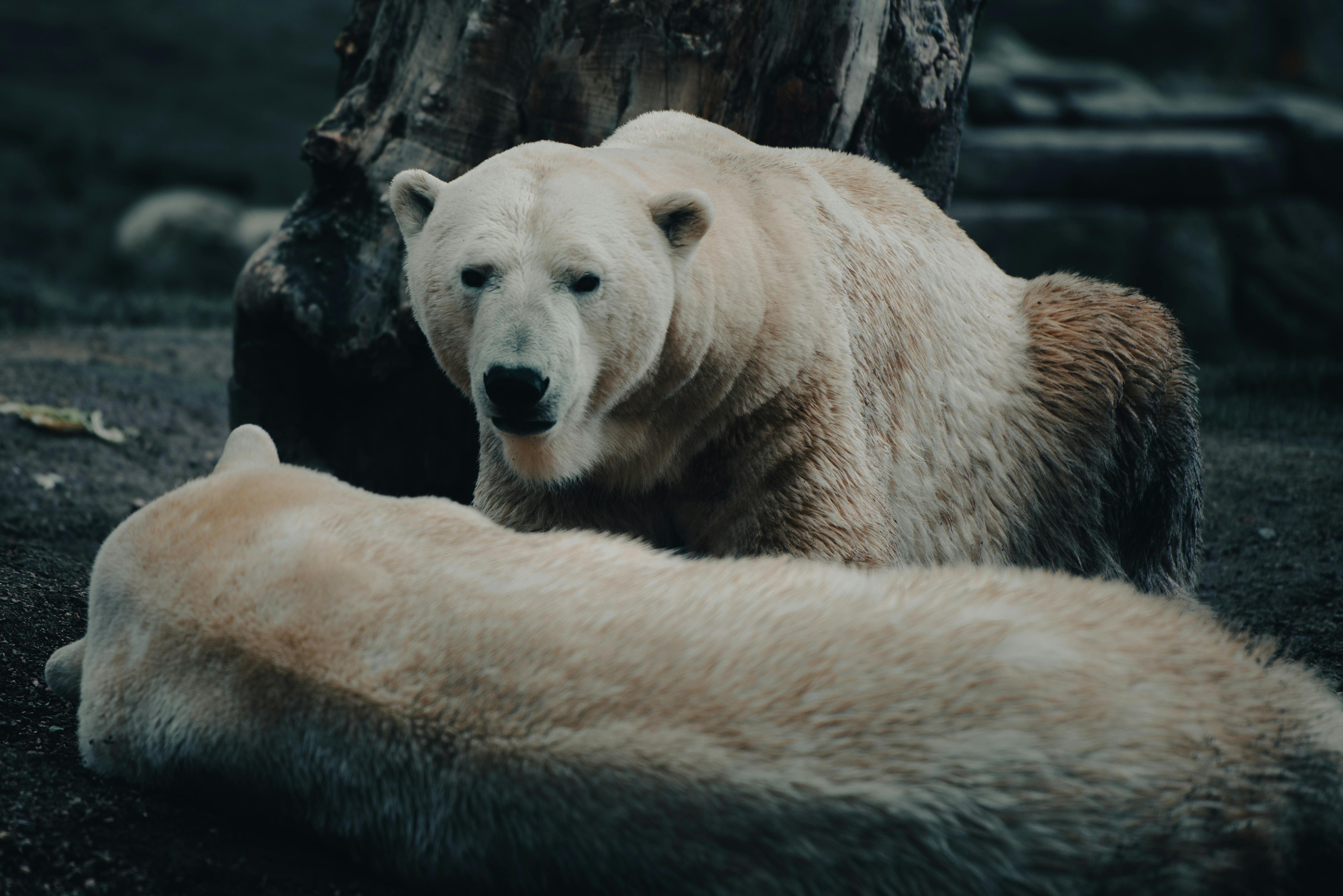 Bears at the Zoo · Free Stock Photo