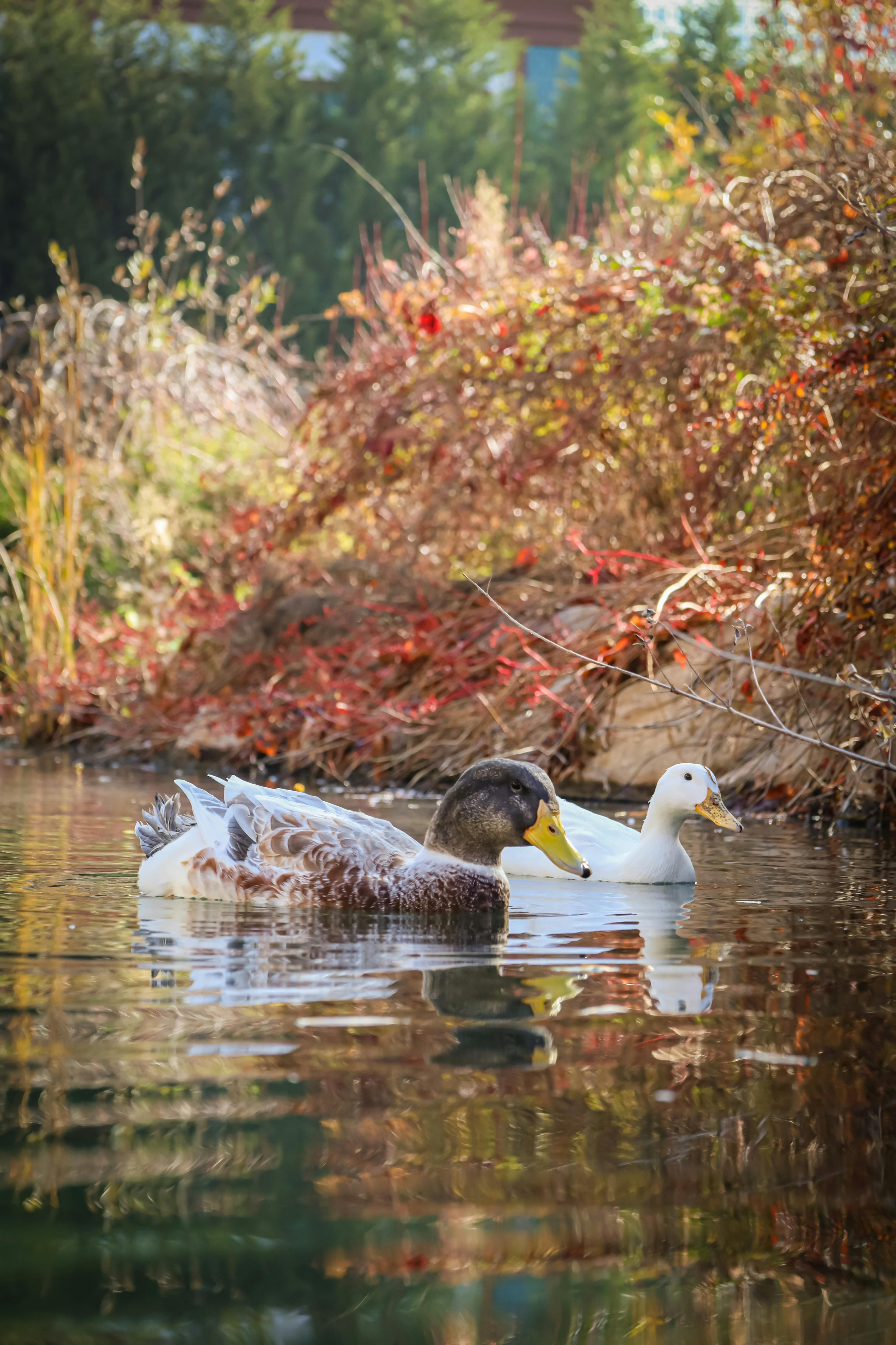 Naissance Animals Photos, Download The BEST Free Naissance Animals ...