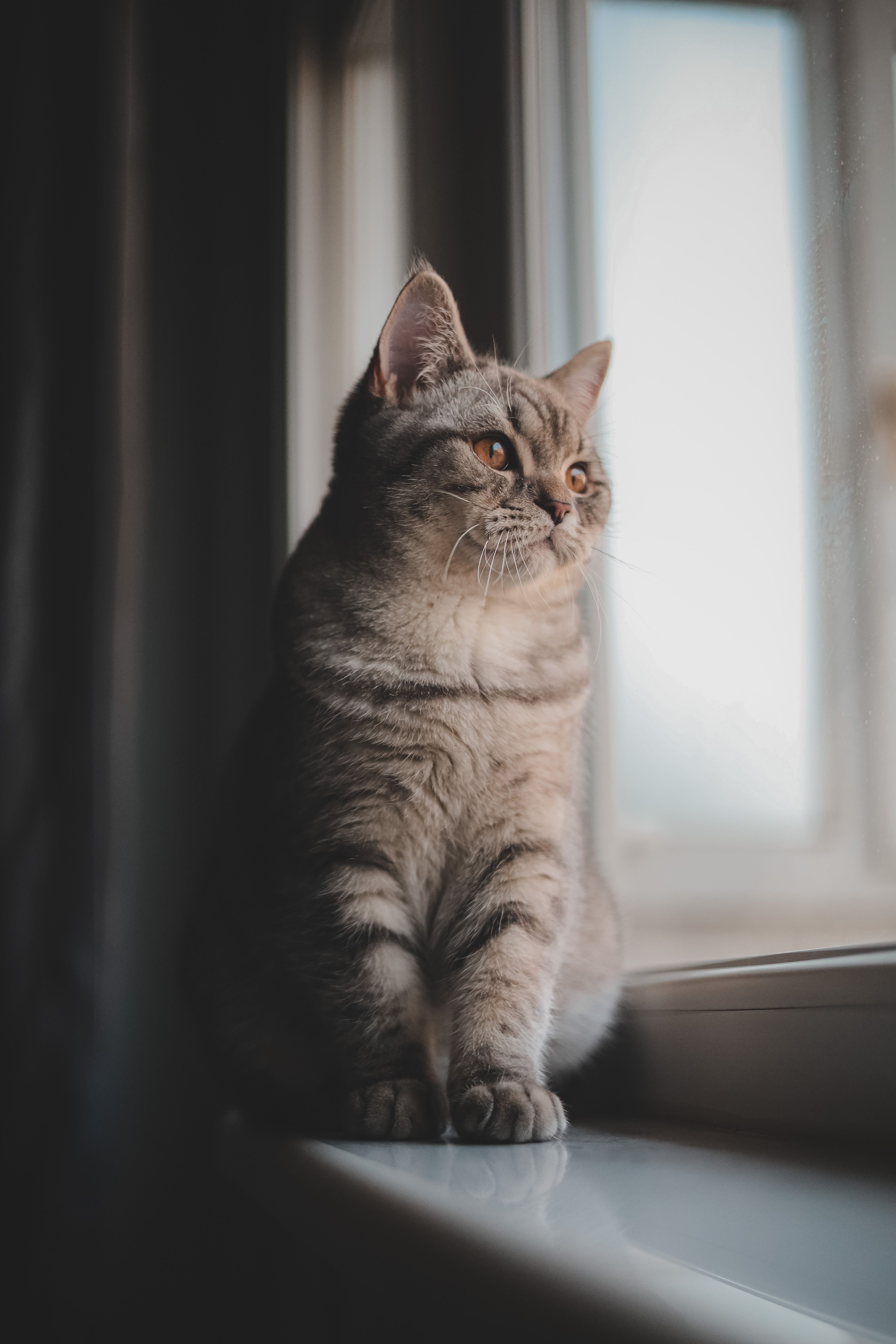 Cats Looking Out Window Photos, Download The BEST Free Cats Looking Out ...