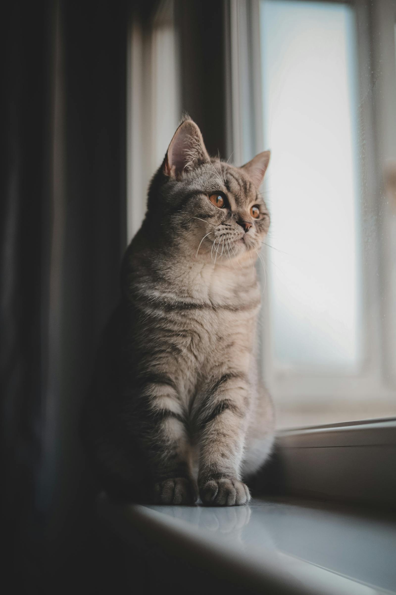 Cat Looking Out Window Photos, Download The BEST Free Cat Looking Out ...