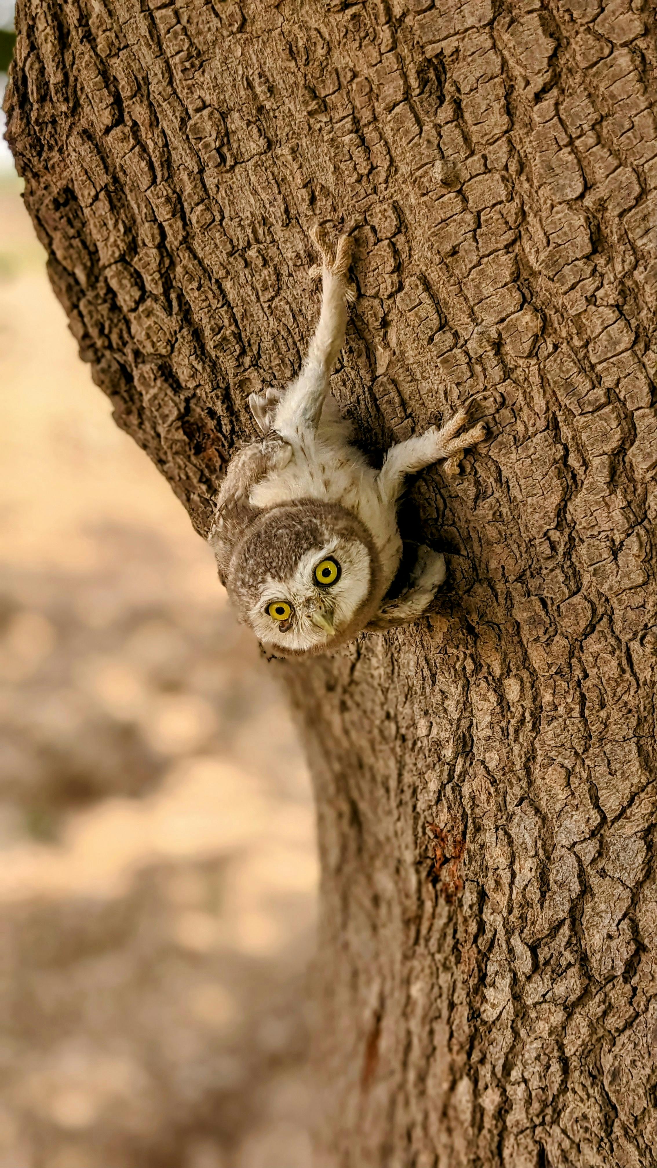 Little Owl Hanging on a Tree Bark · Free Stock Photo