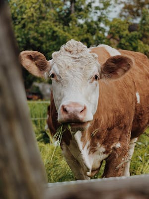 Cow Head Photos, Download The BEST Free Cow Head Stock Photos & HD Images