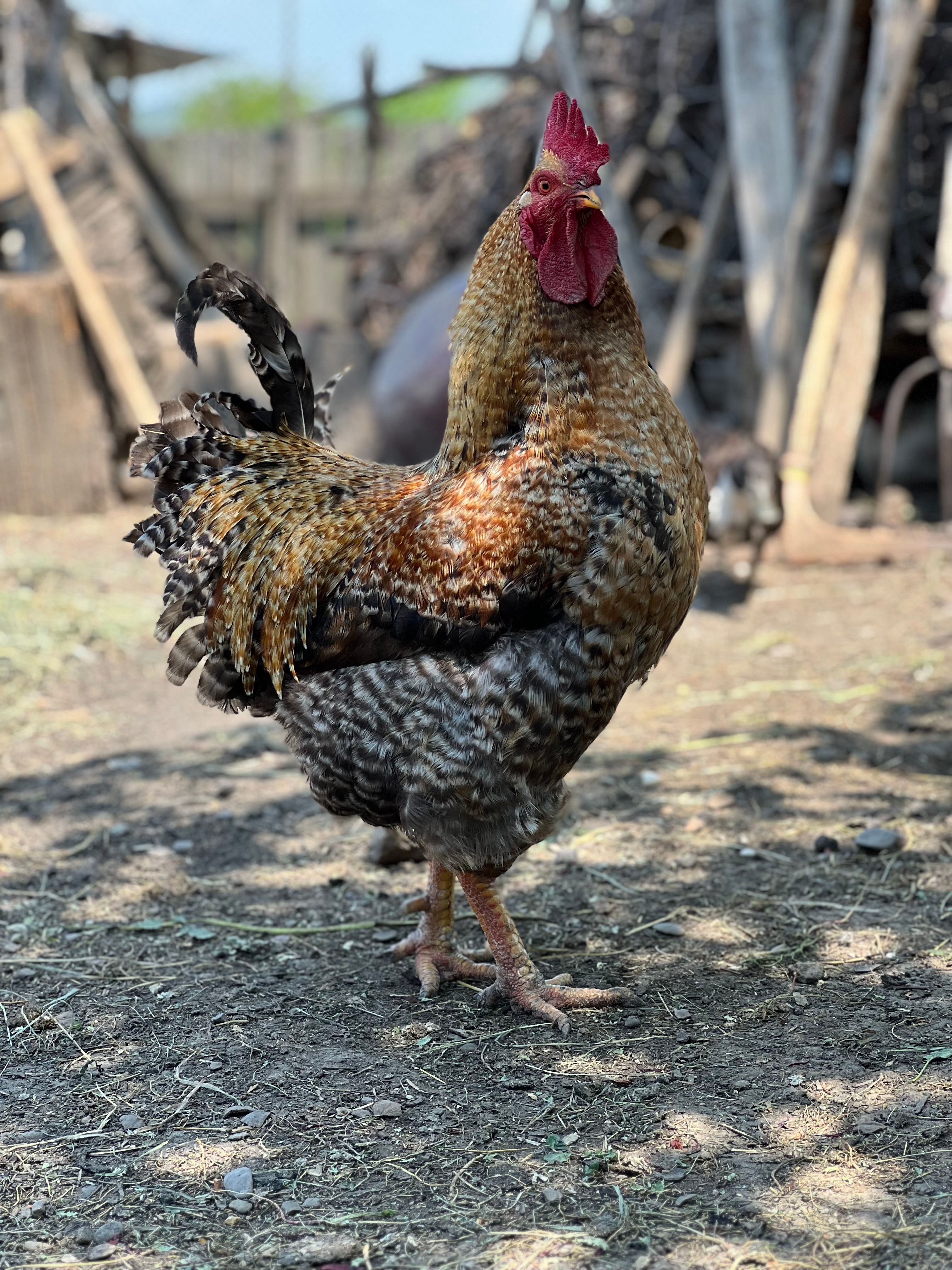 Foto de stock gratuita sobre agricultura, al aire libre, animal, animal ...