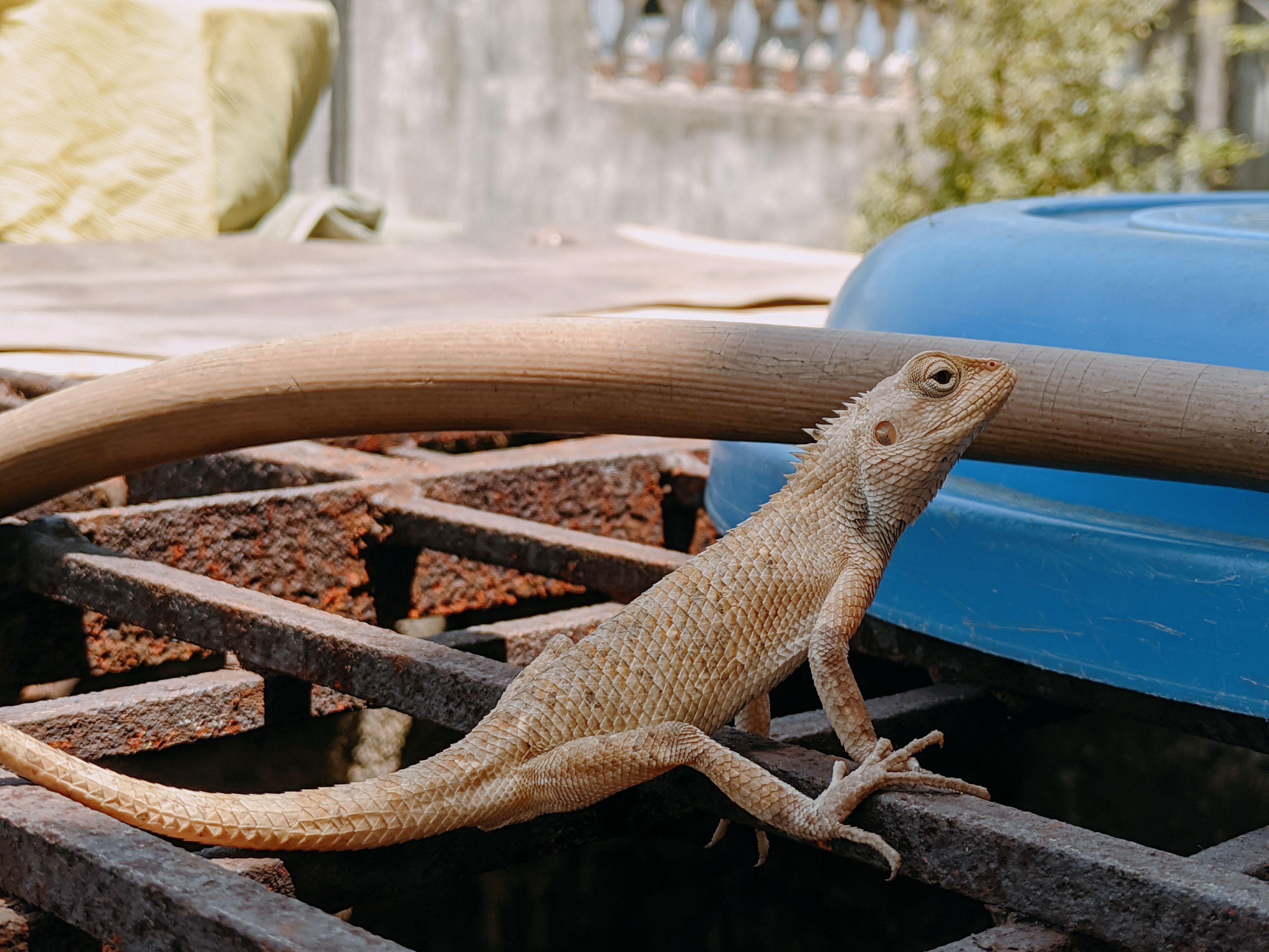 Close up of Iguana · Free Stock Photo