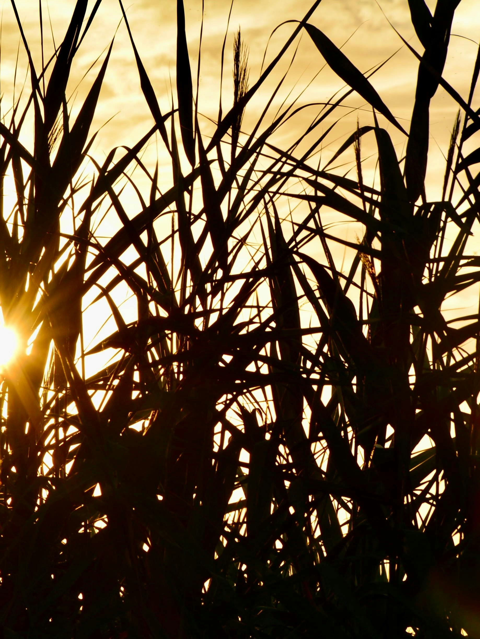 Silhouette of Grass Fields · Free Stock Photo