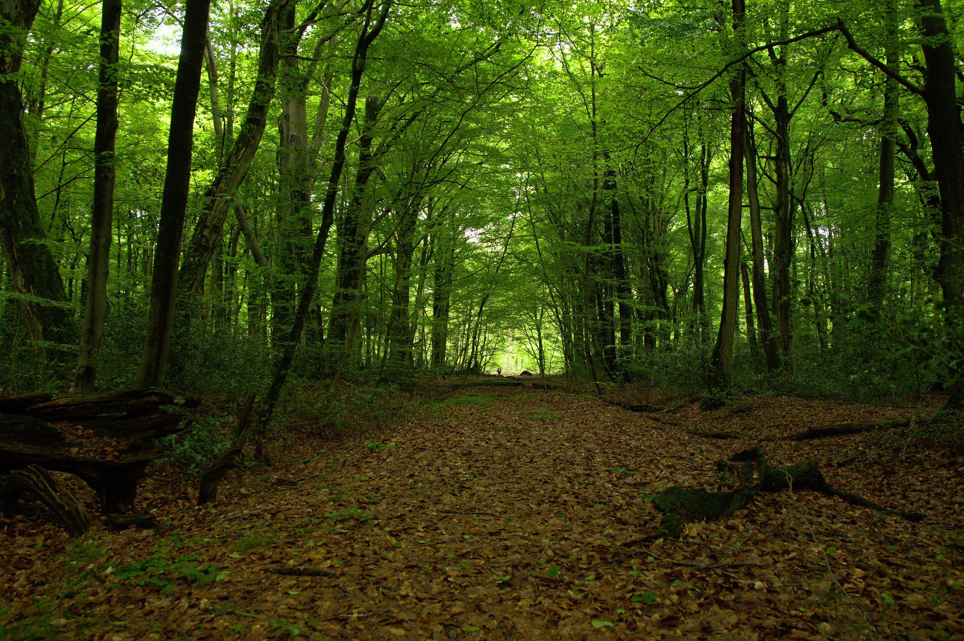 Photo gratuite de aboiement, arbres, attrayant, auvent, beauté ...