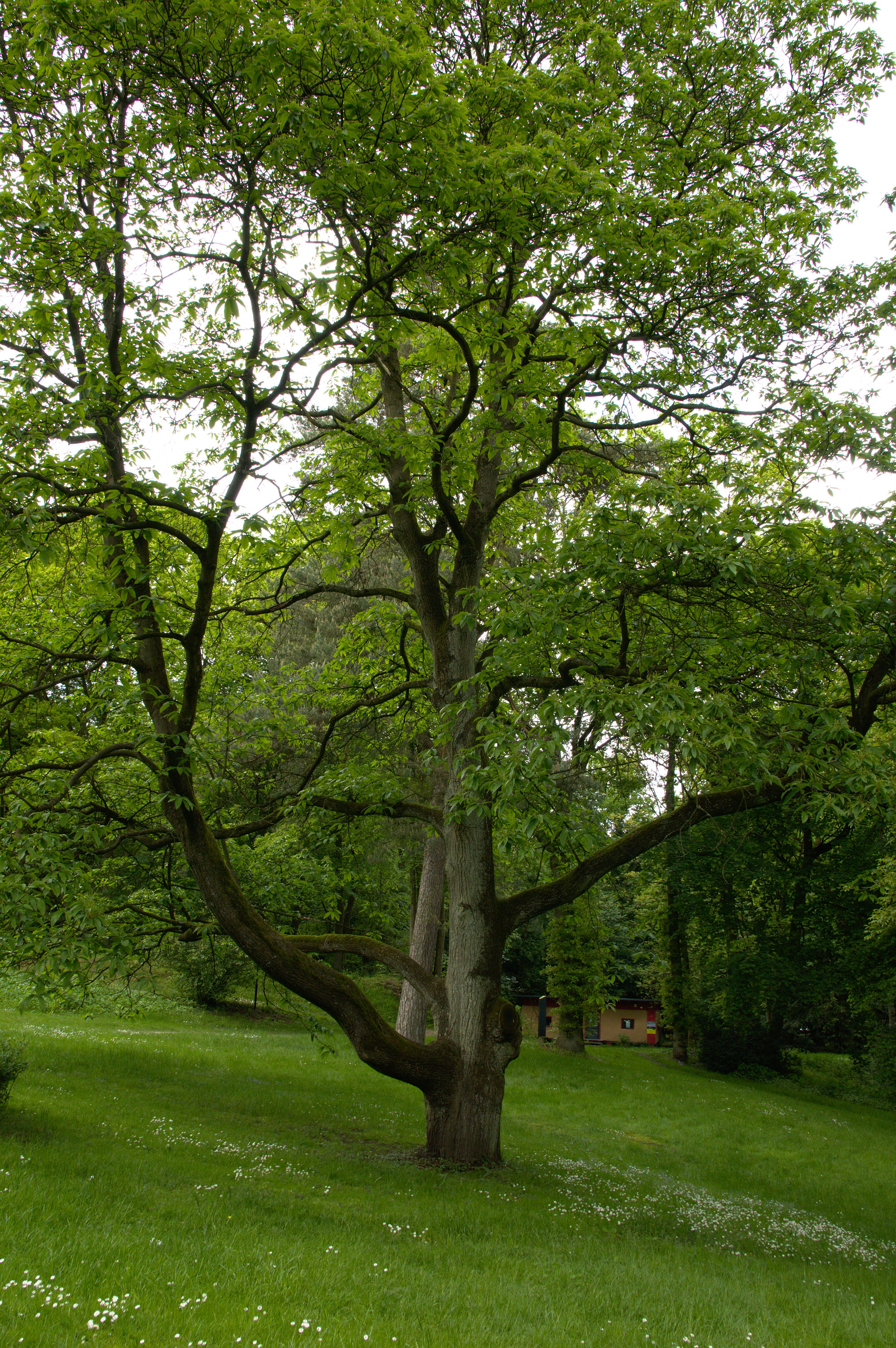 Green Trees in Park · Free Stock Photo