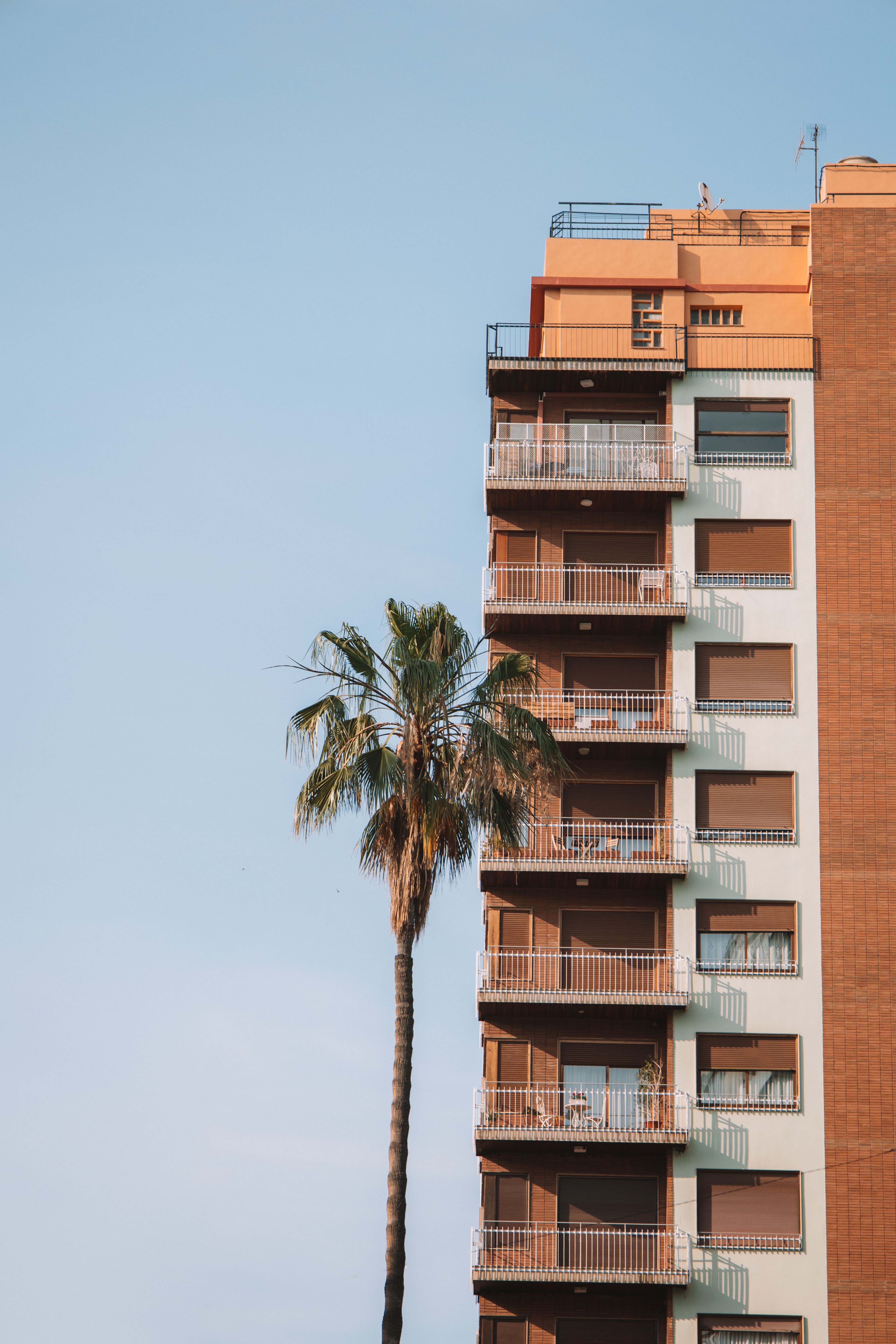 Main De Palme Photos, Download The BEST Free Main De Palme Stock Photos ...