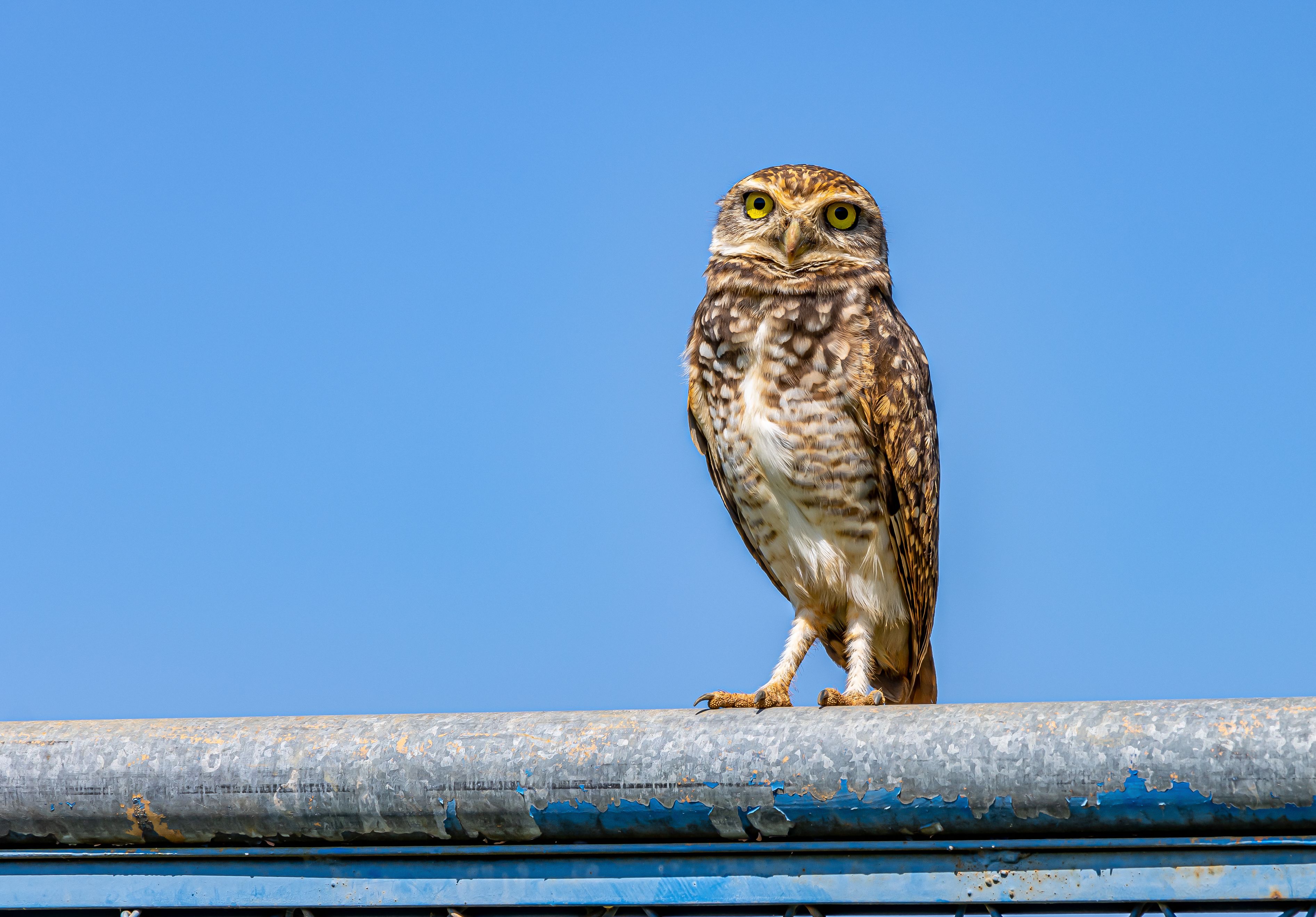 Little Owl against Blue Sky · Free Stock Photo