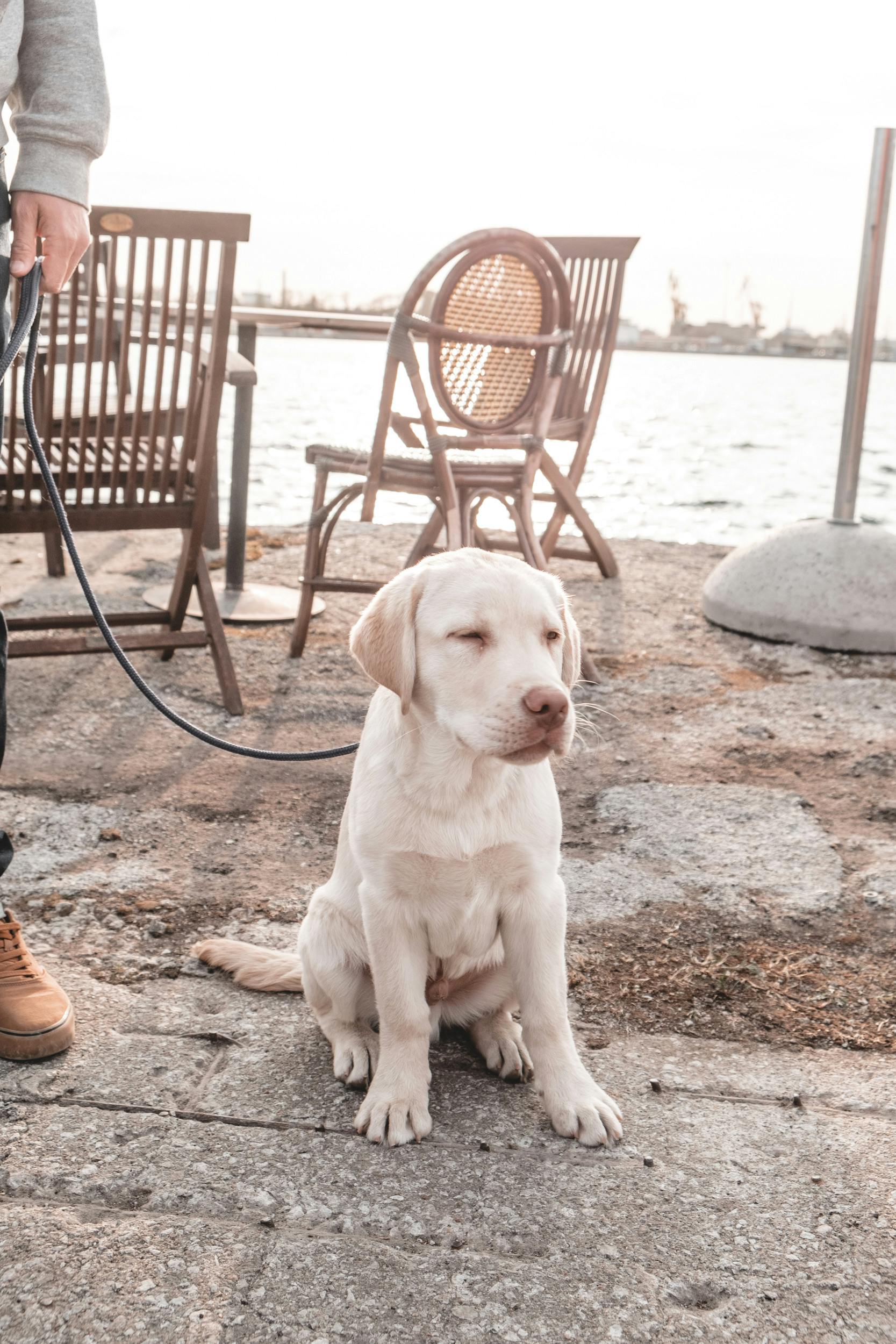 White Puddle Standing under Table in Yard · Free Stock Photo