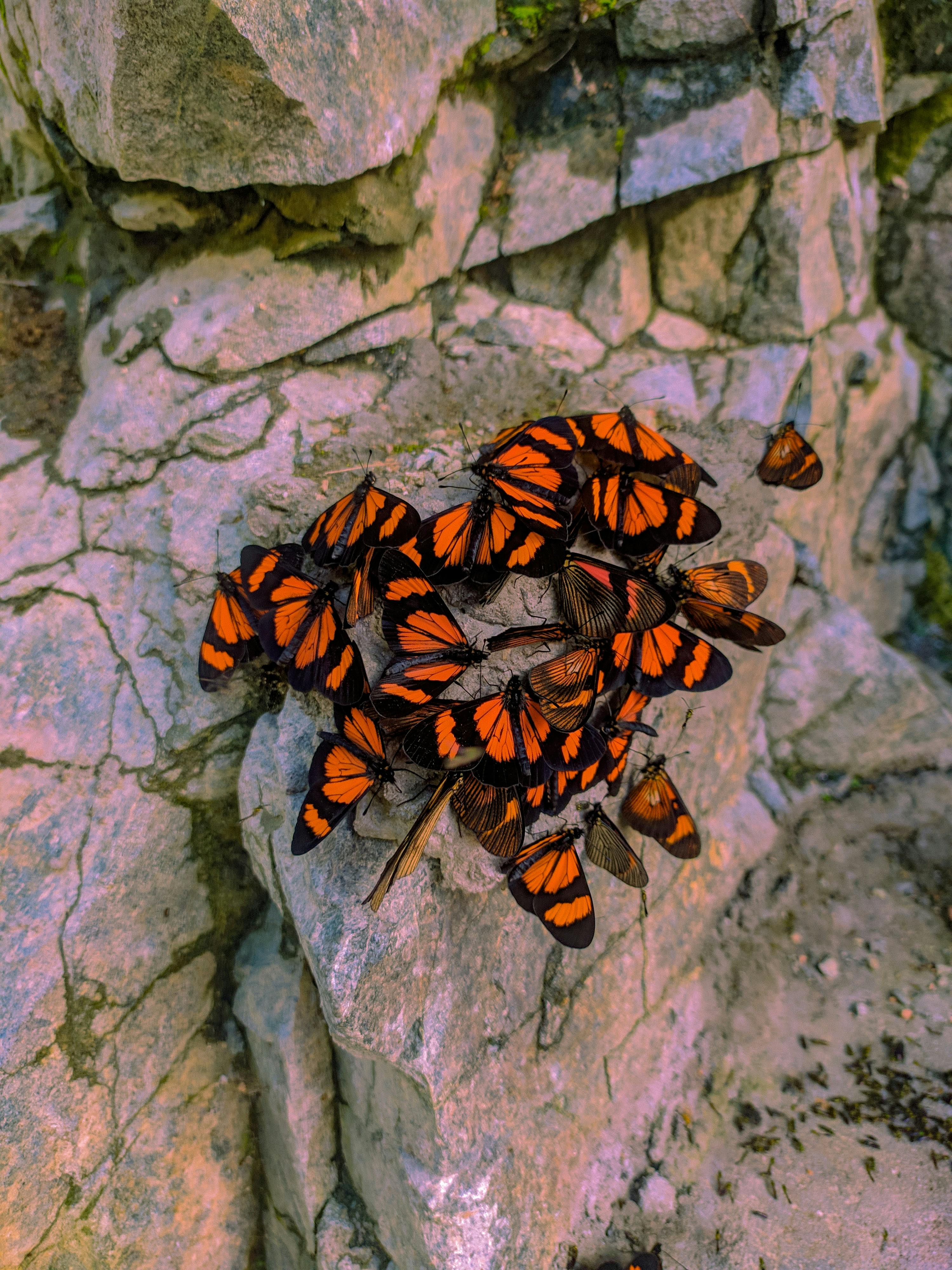 Flutter of Butterflies on Rock · Free Stock Photo