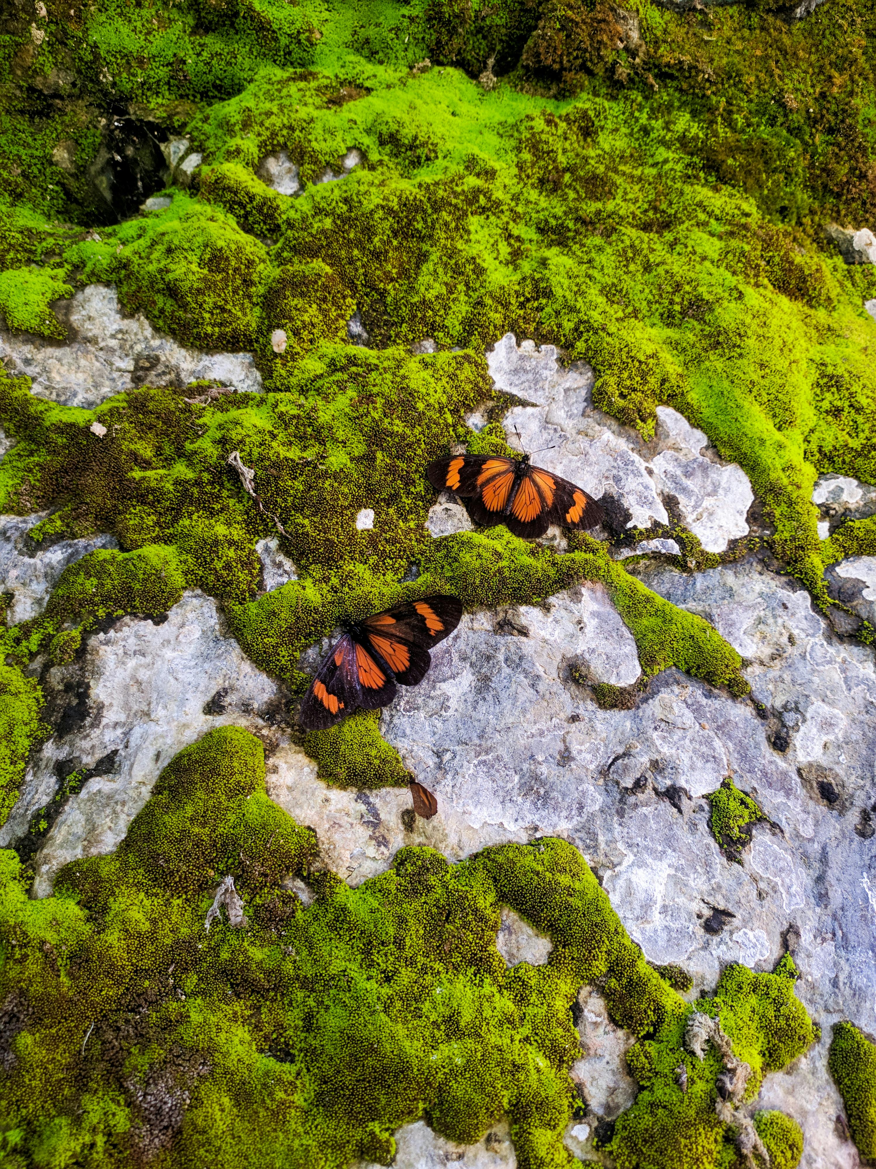 Butterflies on Moss and Ice · Free Stock Photo