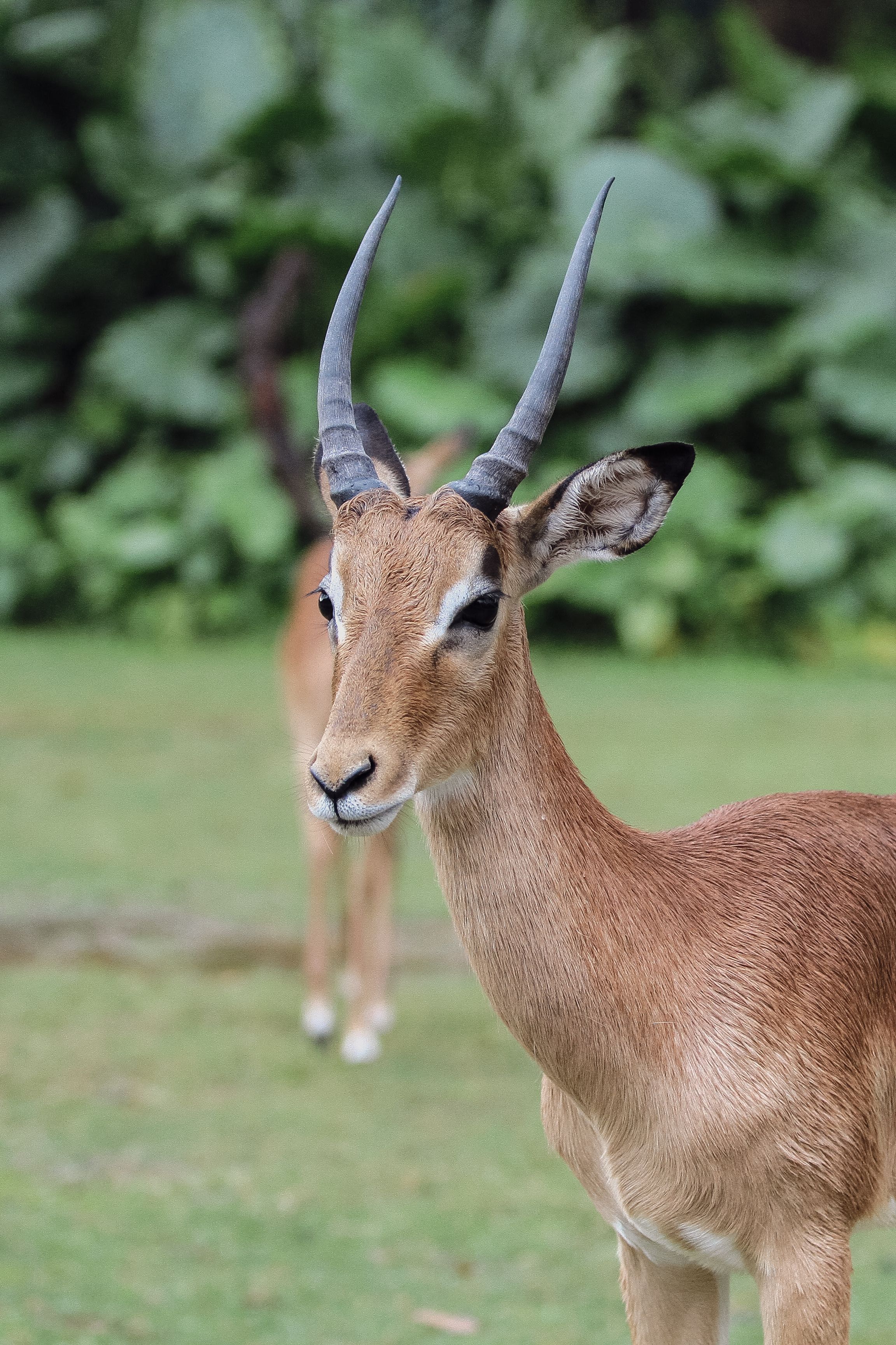 Portrait of an Impala Standing Outdoors · Free Stock Photo