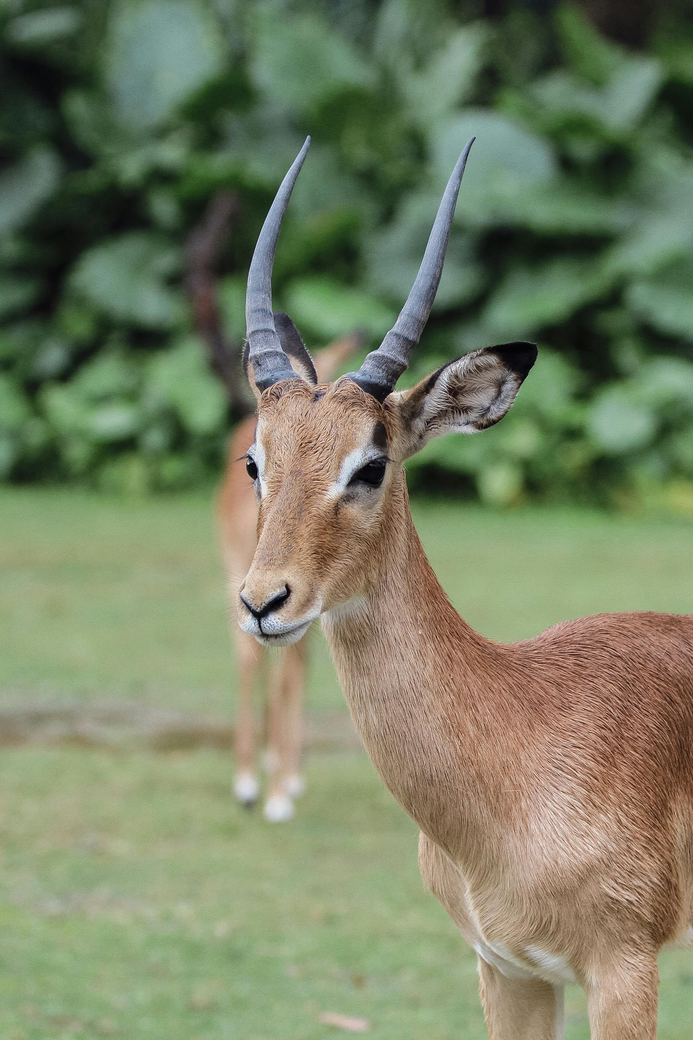 Portrait of Impala · Free Stock Photo