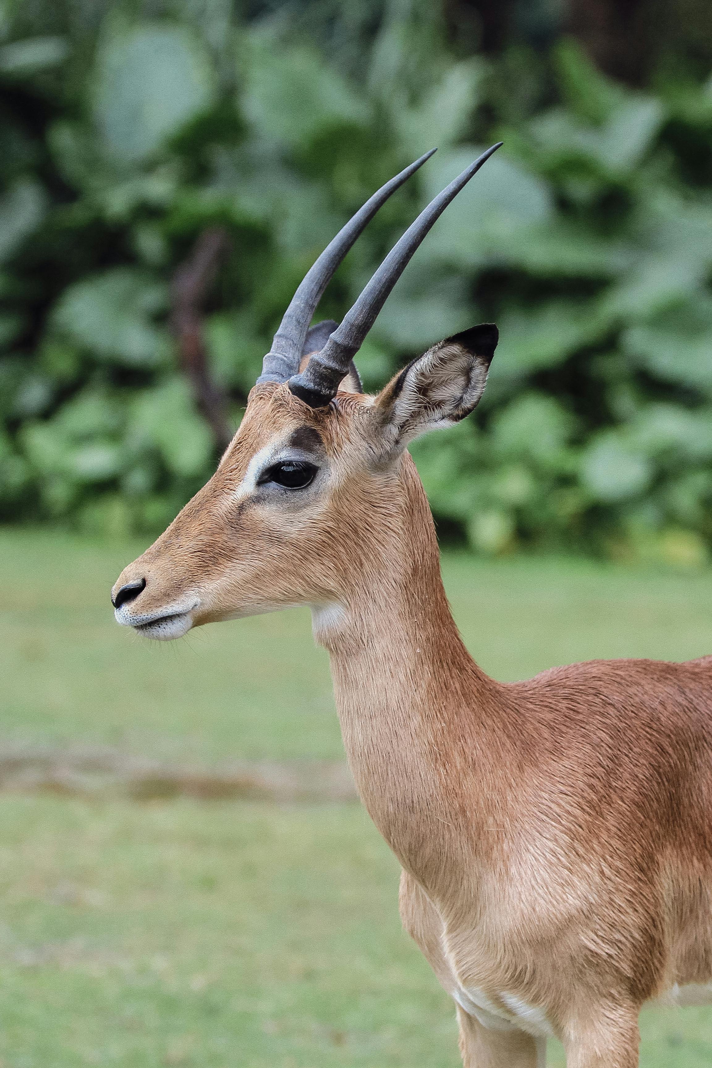 Close-Up Shot of an Antelope · Free Stock Photo