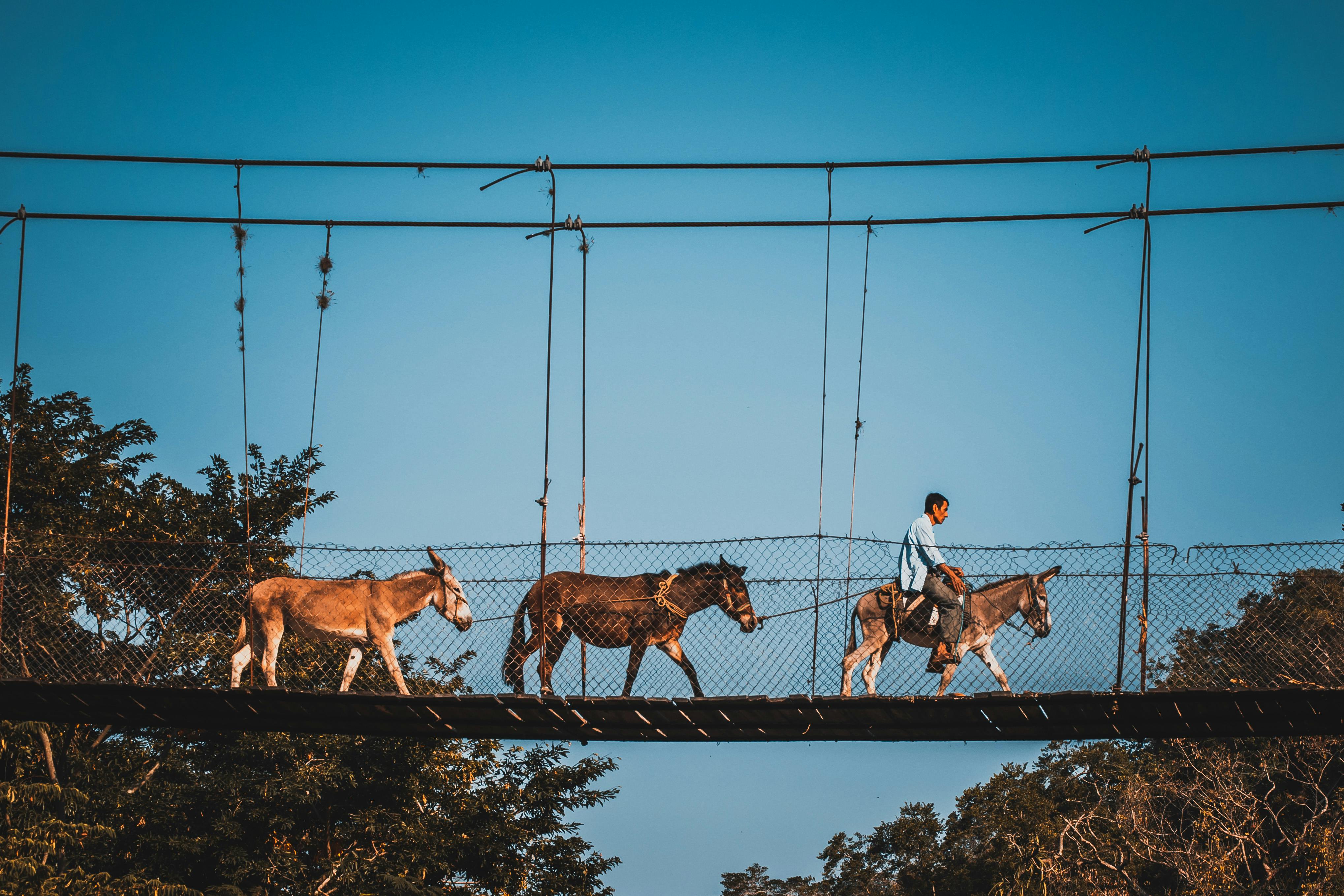 Farmer Riding a Donkey across a Suspension Bridge · Free Stock Photo