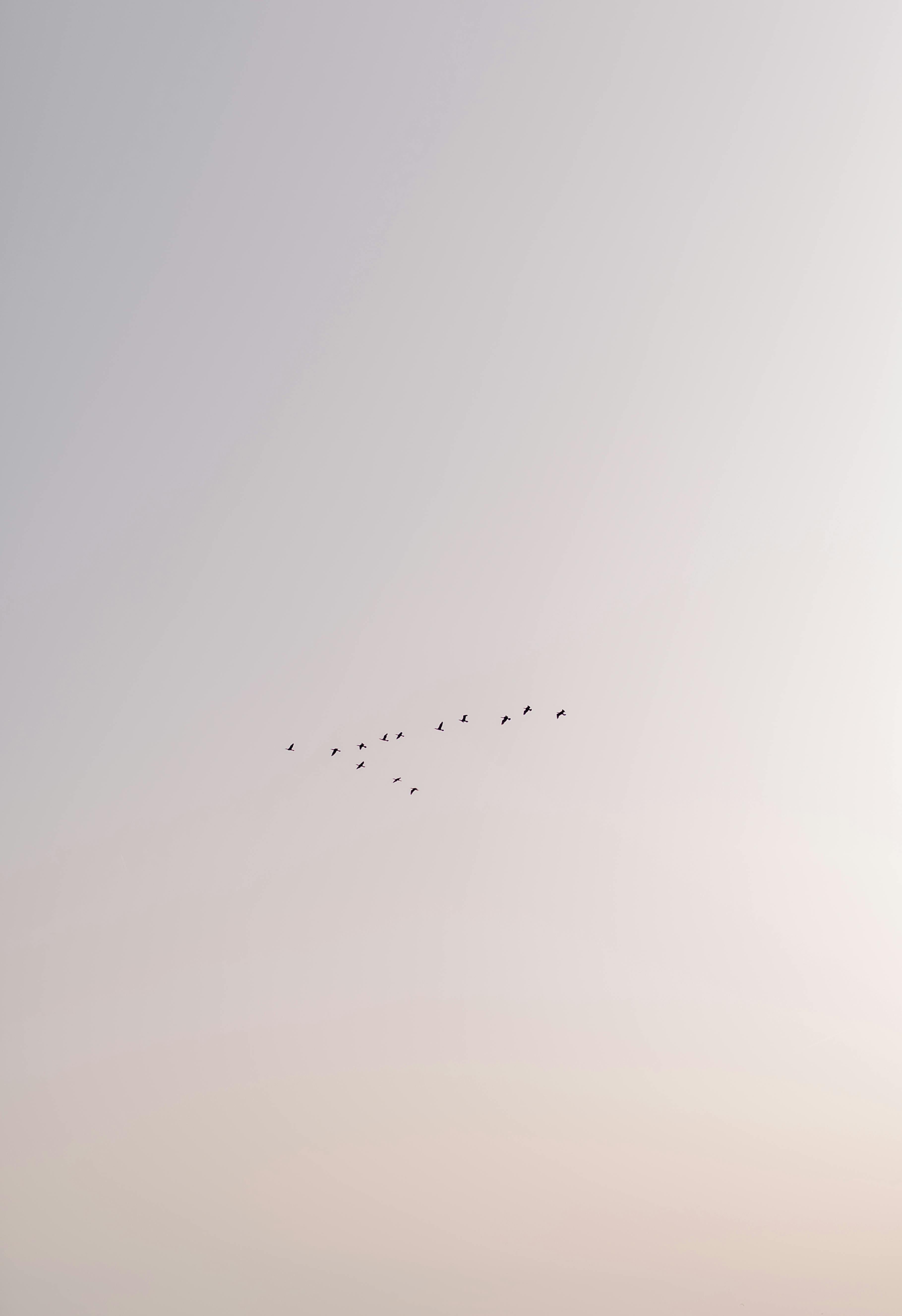 V Formation Photos, Download The BEST Free V Formation Stock Photos ...