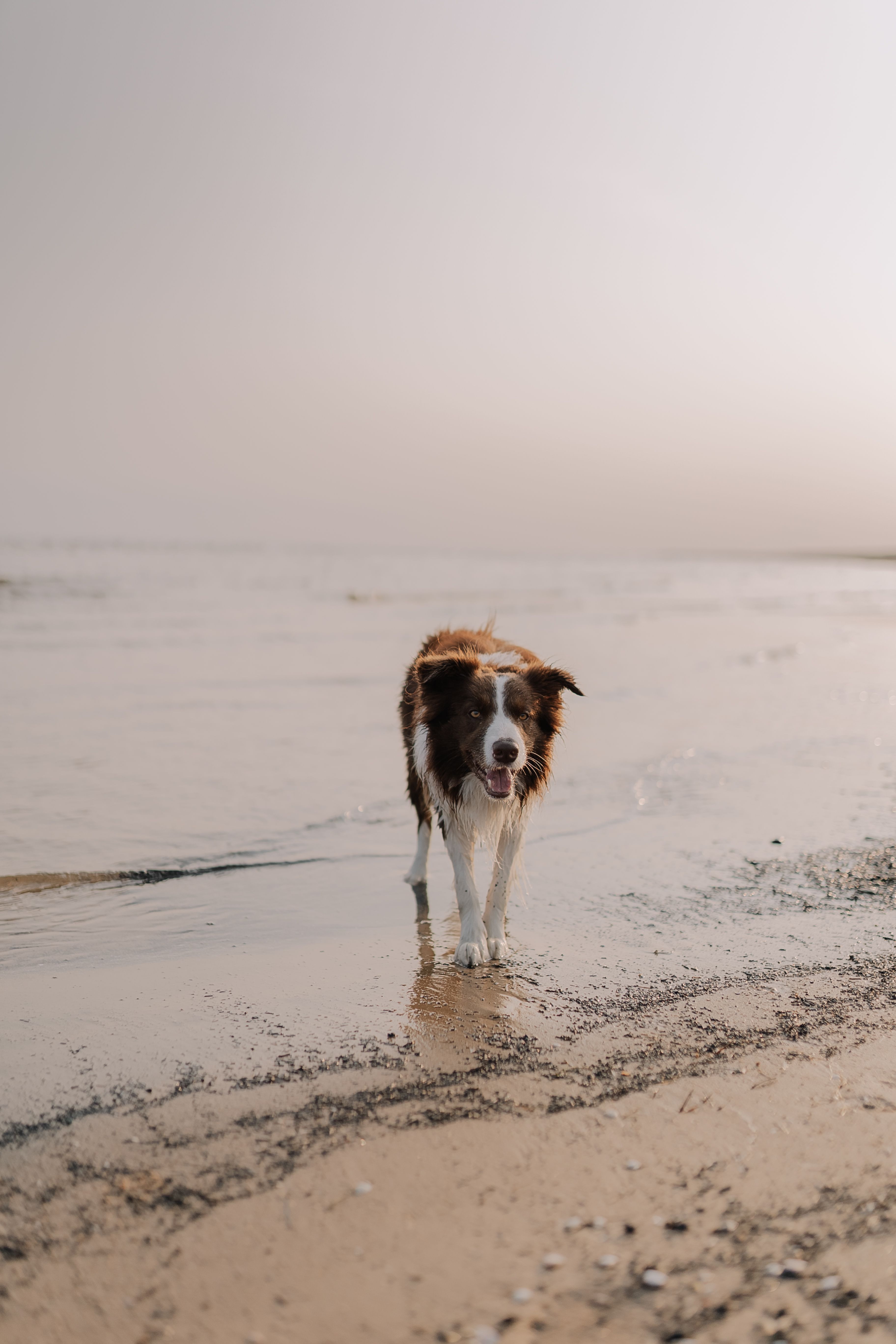 Dog on Sea Shore · Free Stock Photo