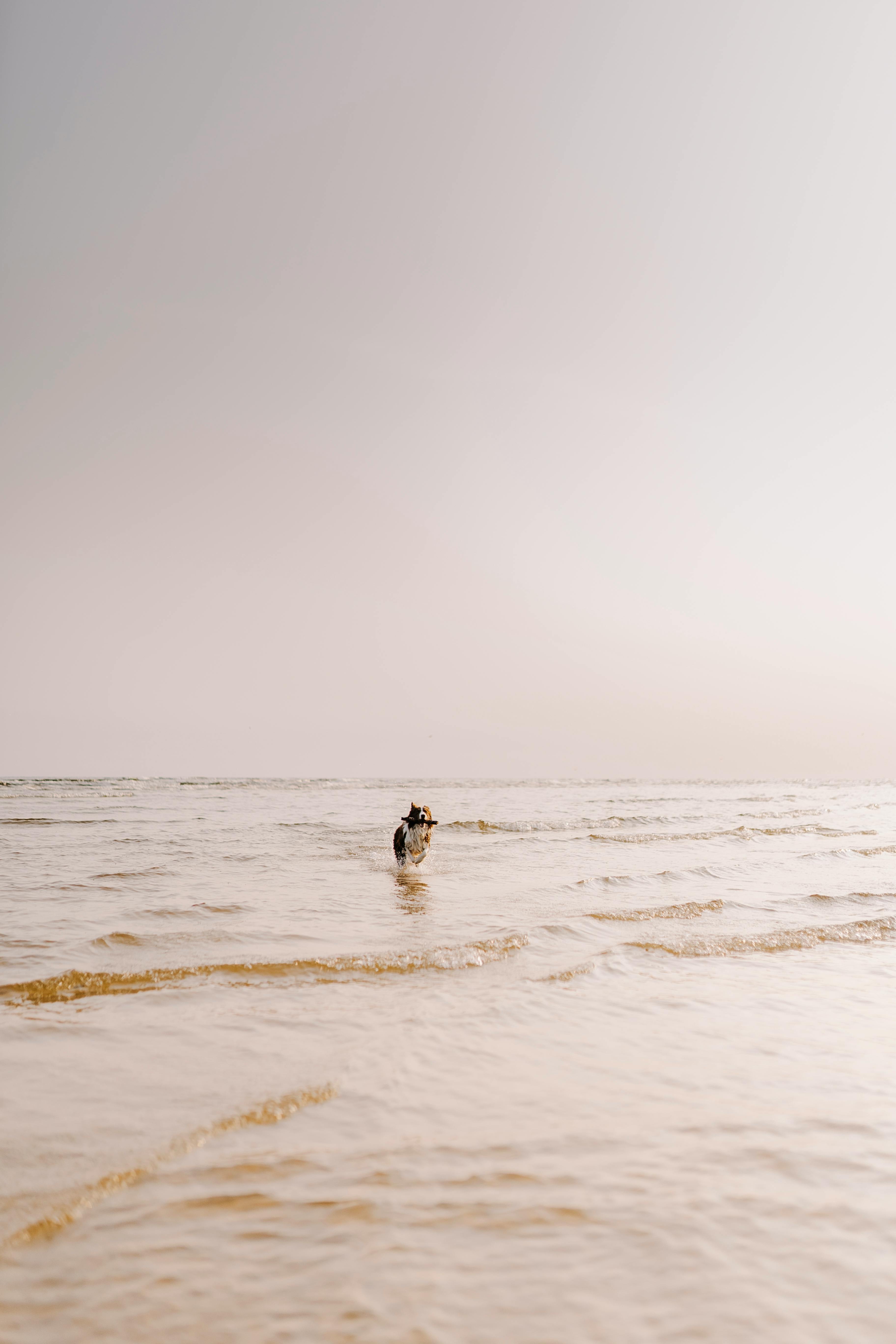 Collie Running in Shallow Coastal Water · Free Stock Photo