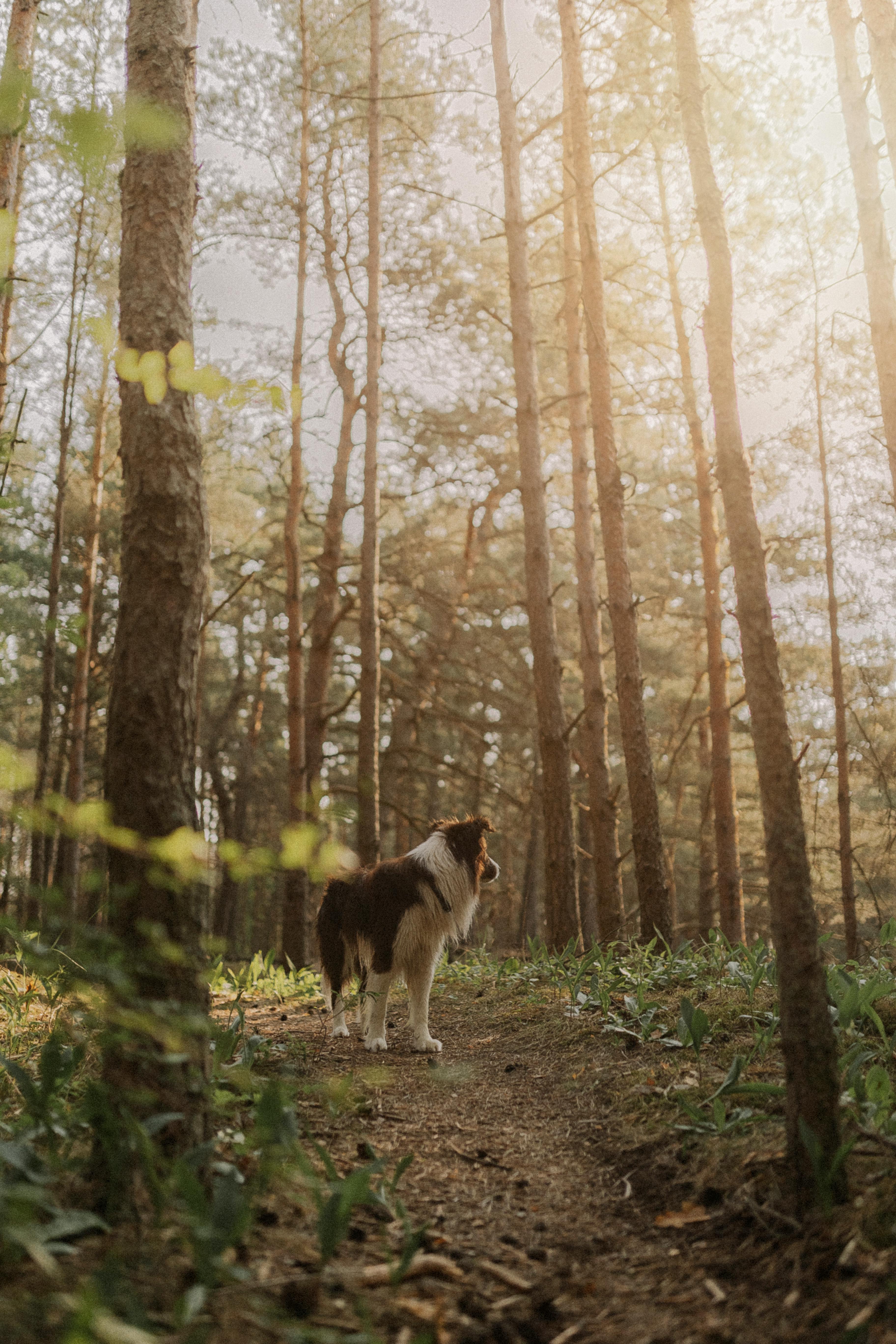 Dog in Forest · Free Stock Photo
