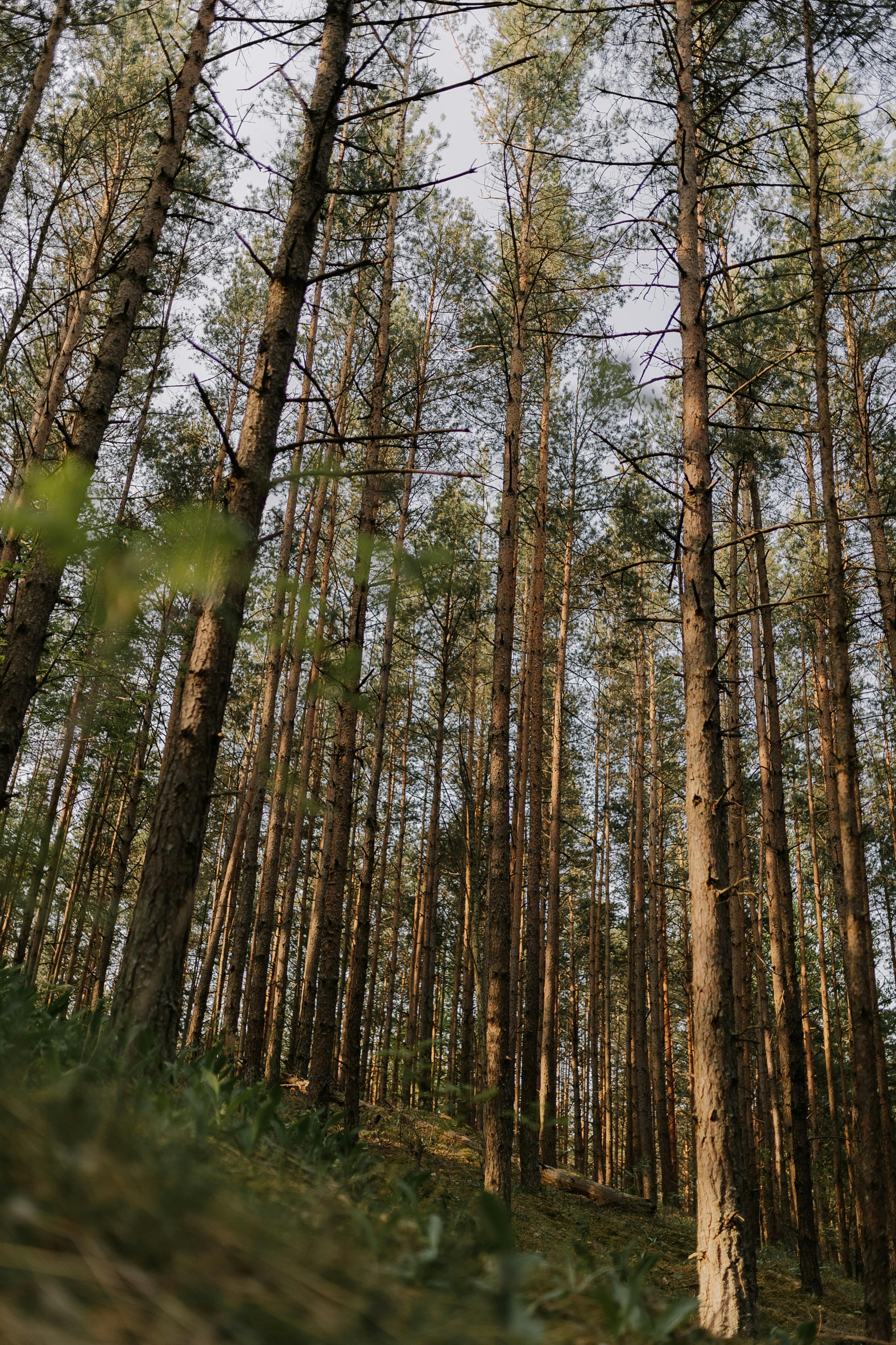 Tall Trees in Forest · Free Stock Photo