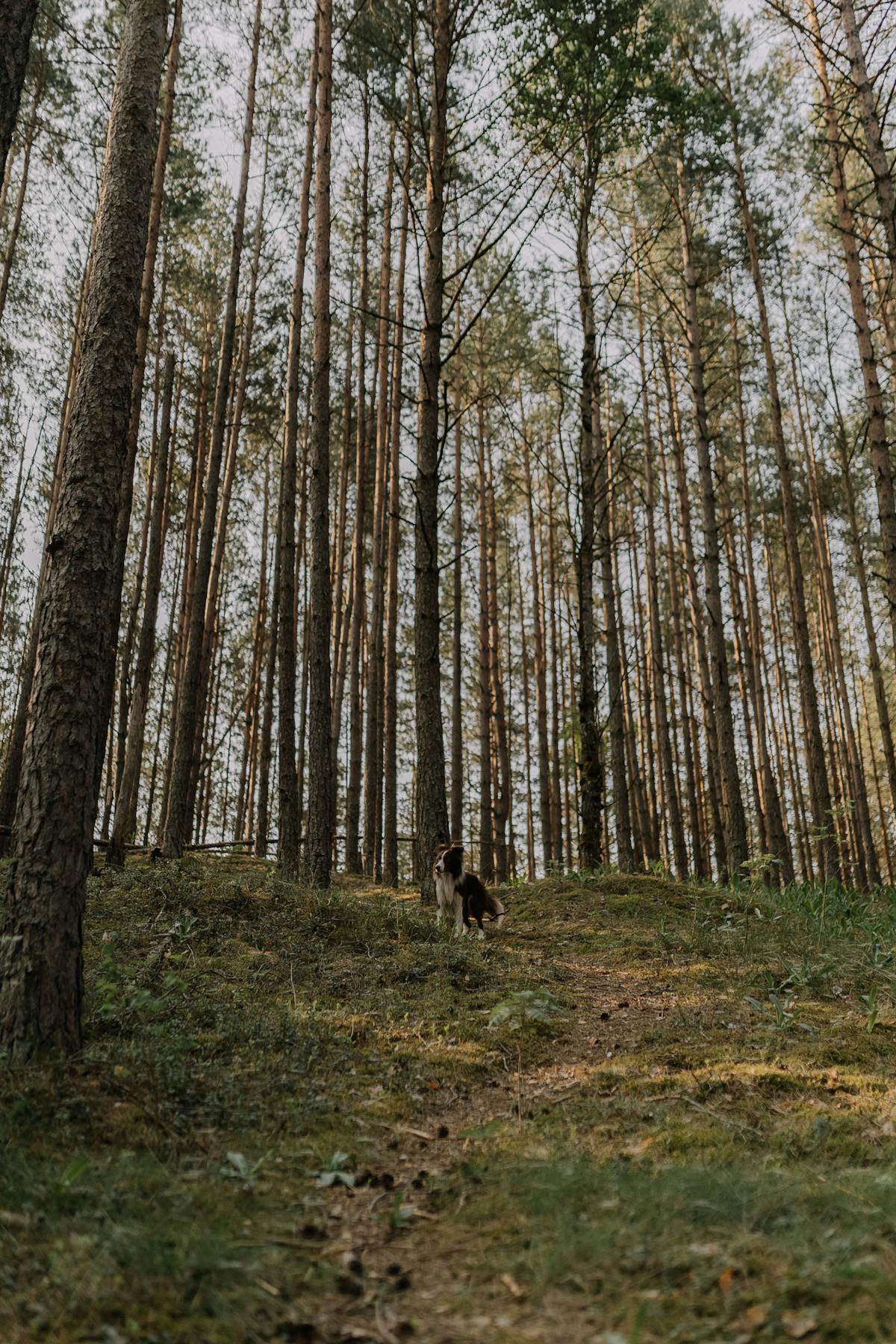 Forest Walk Photos, Download The BEST Free Forest Walk Stock Photos ...