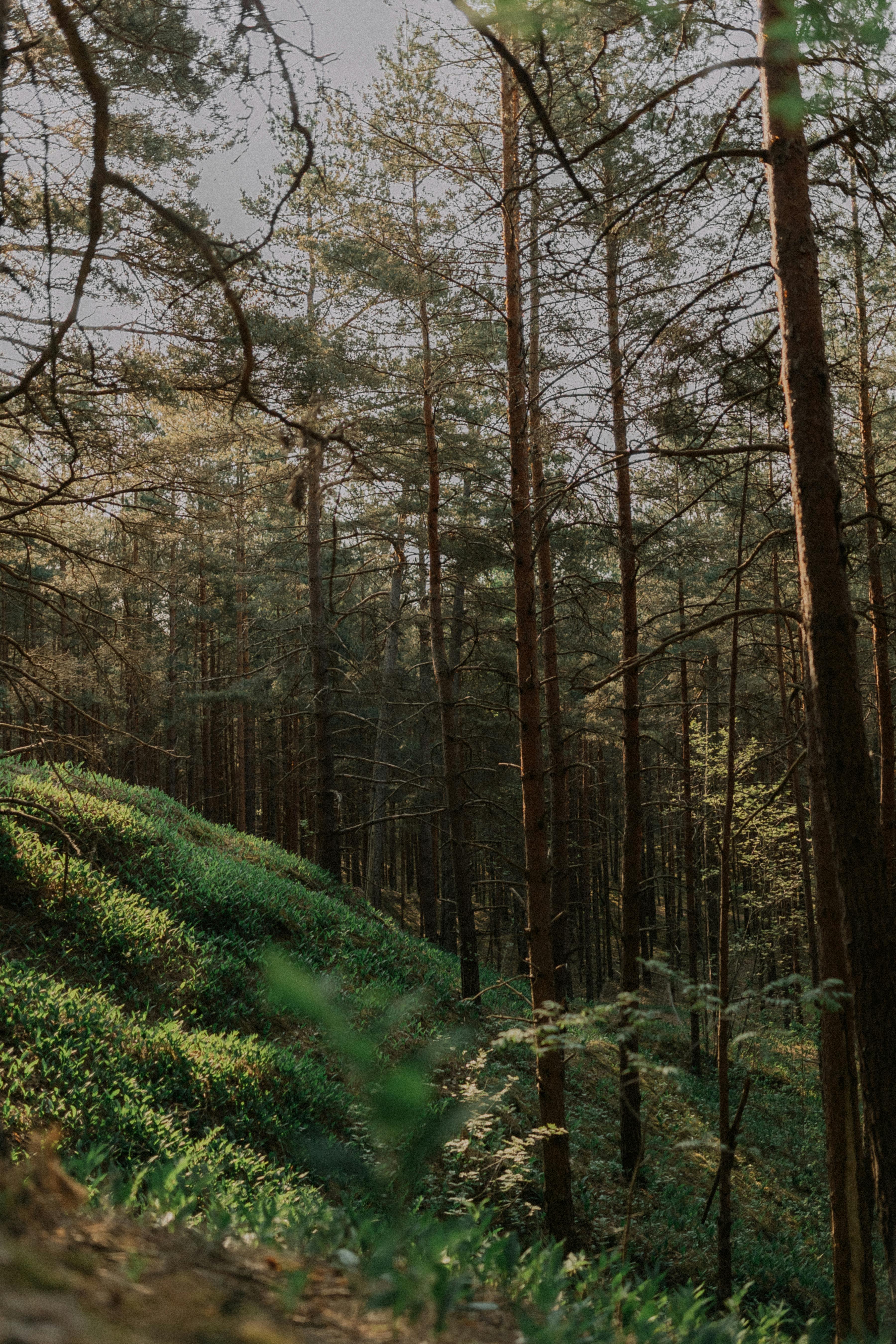 Foto stok gratis tentang bukit, hutan, lansekap, pedesaan, pohon ...
