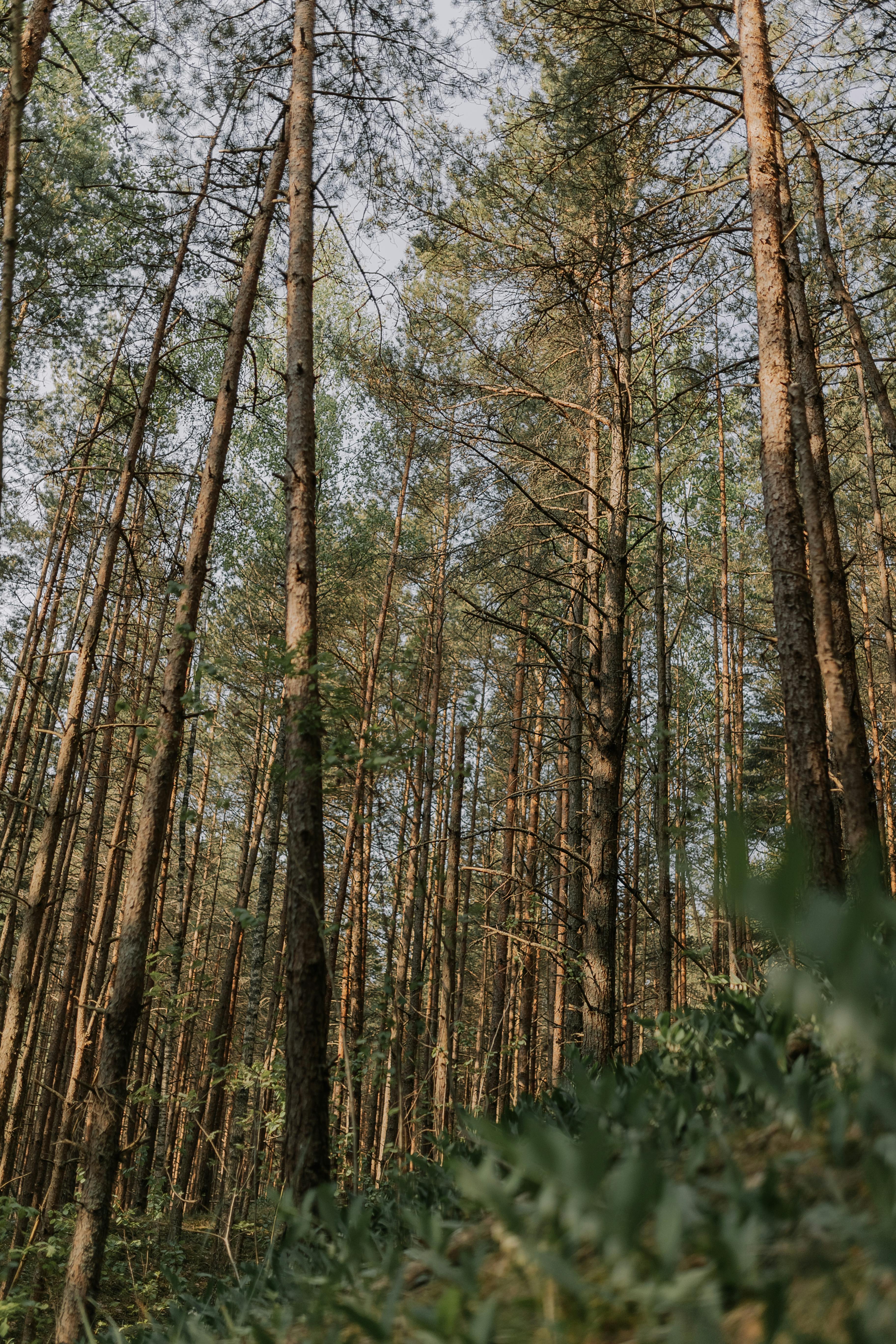 Low Angle View of Trees on Forest · Free Stock Photo