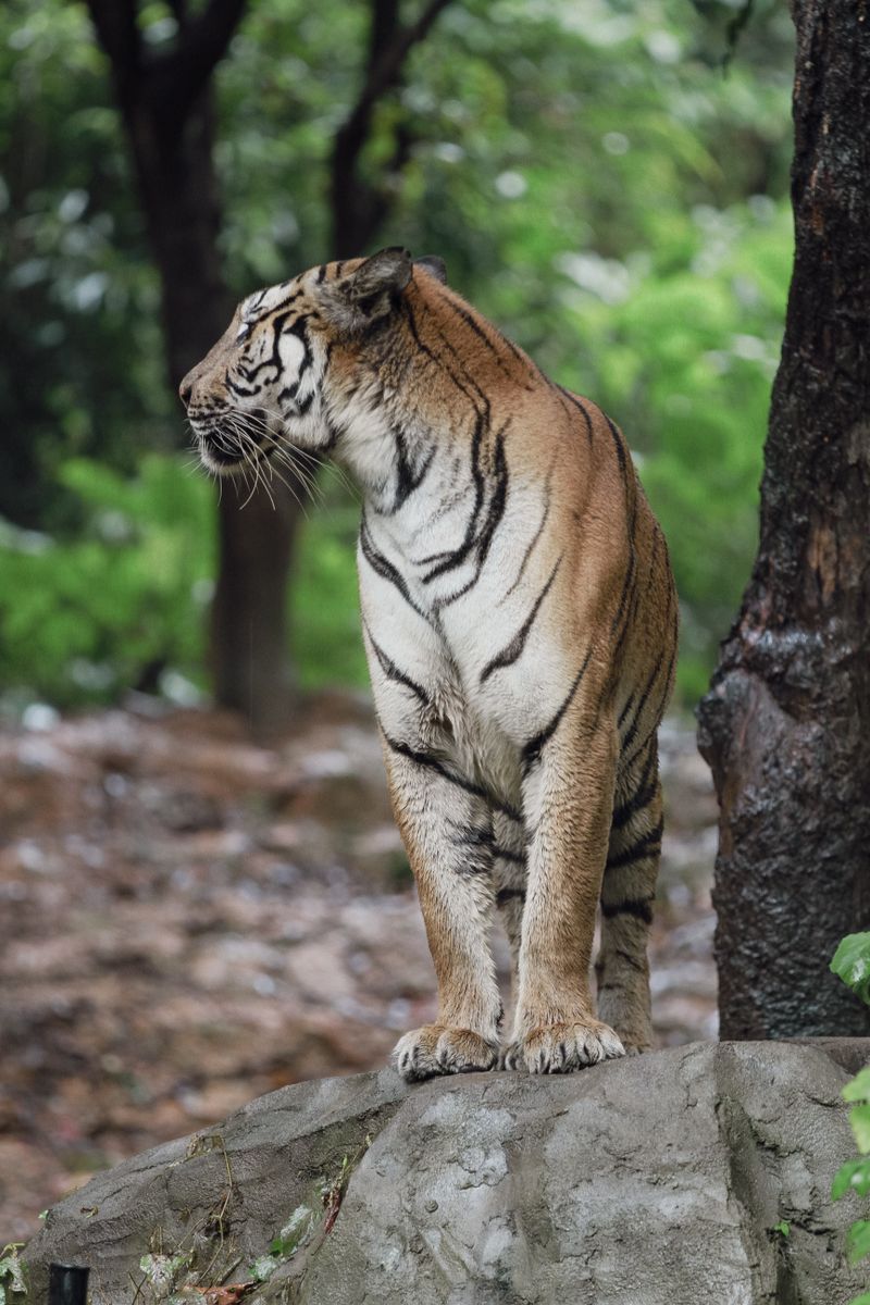 Tiger Sitting Photos, Download The BEST Free Tiger Sitting Stock Photos ...