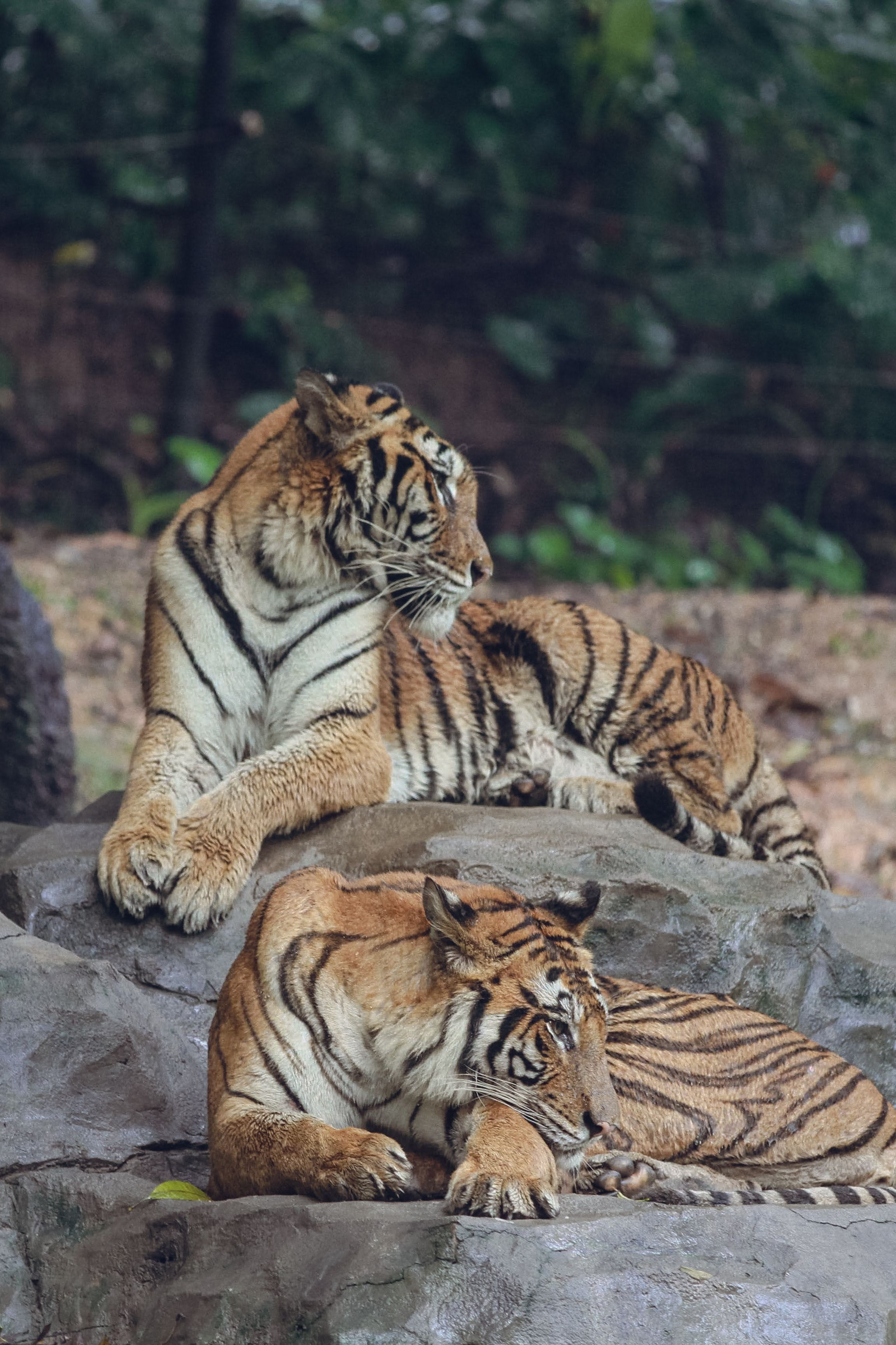 White Tiger Sleeping in Zoo Gazebo · Free Stock Photo