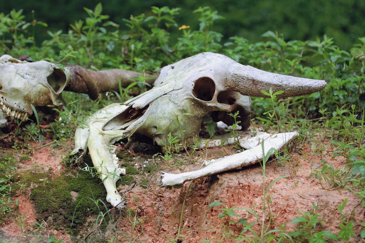 Understanding Canine Pelvic Limb Anatomy and Its Function