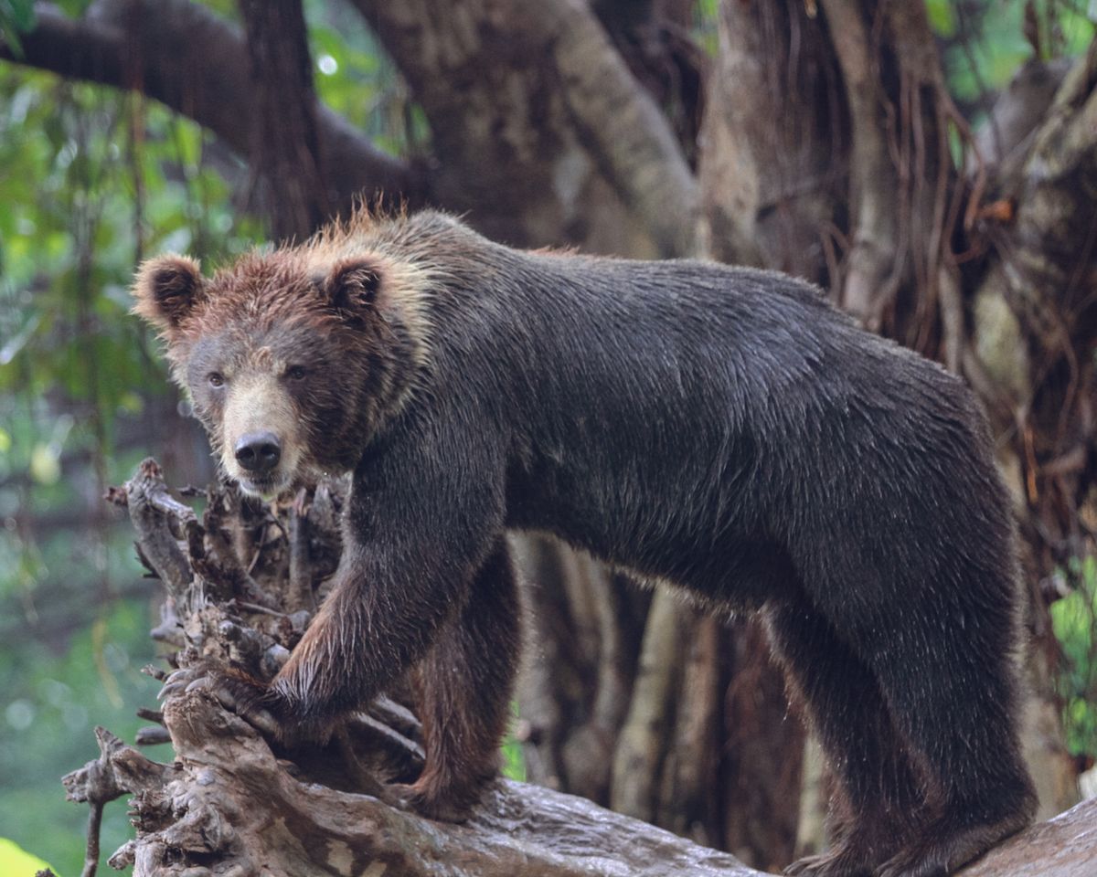 Rise and Fall of Bear Stearns: A Cautionary Tale in Finance