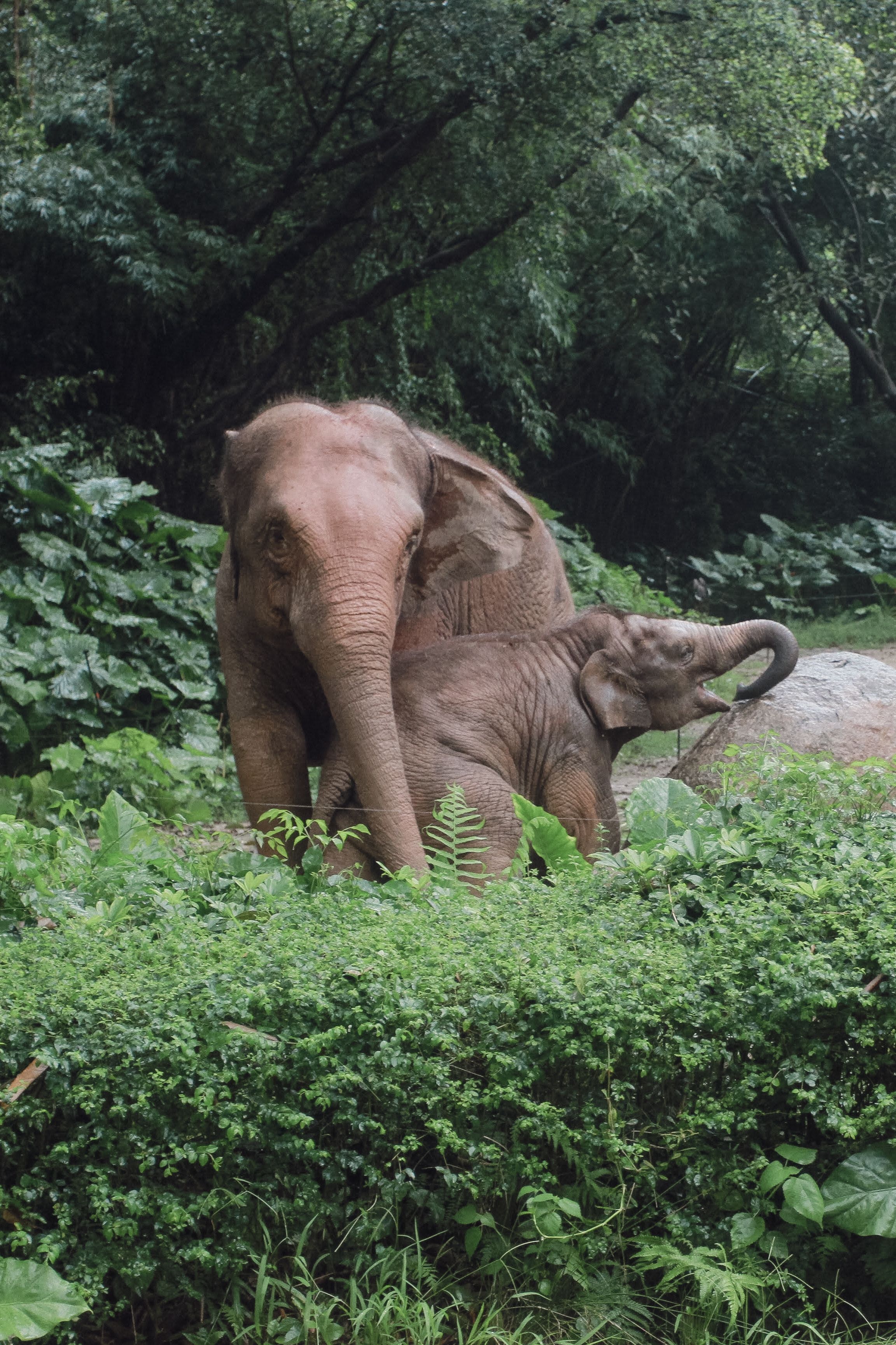 Elephant in ZOO · Free Stock Photo