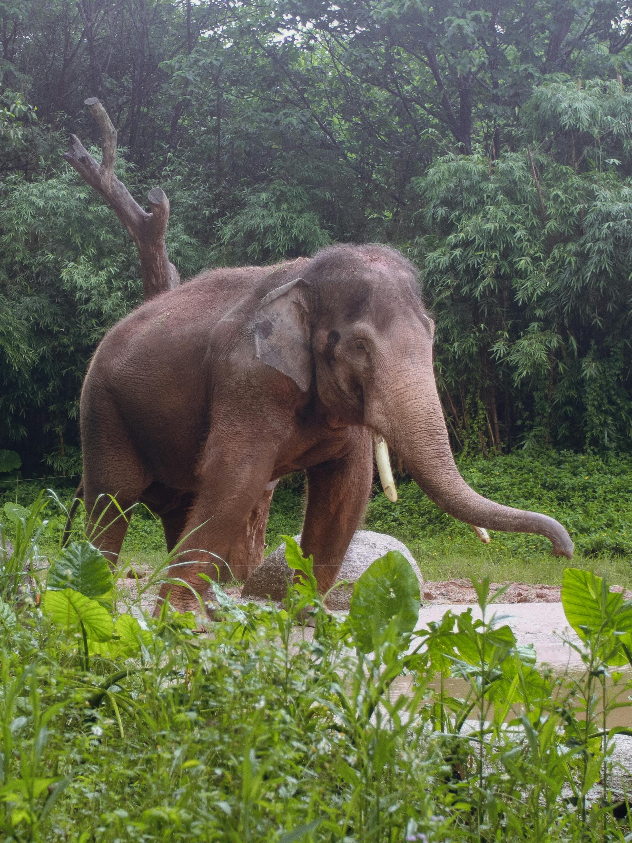 Elephant Chained to a Pole · Free Stock Photo