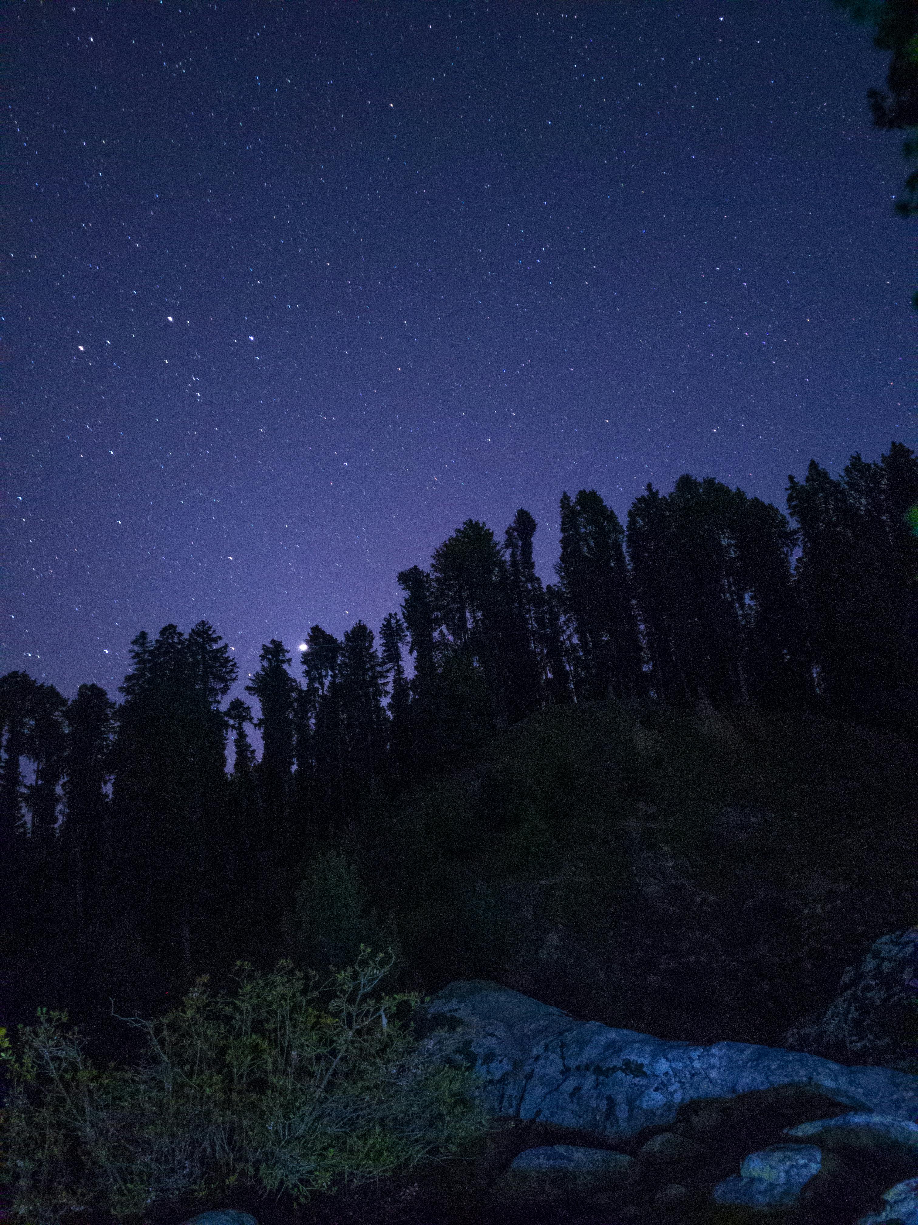 Night Time Forest Photos, Download The BEST Free Night Time Forest ...