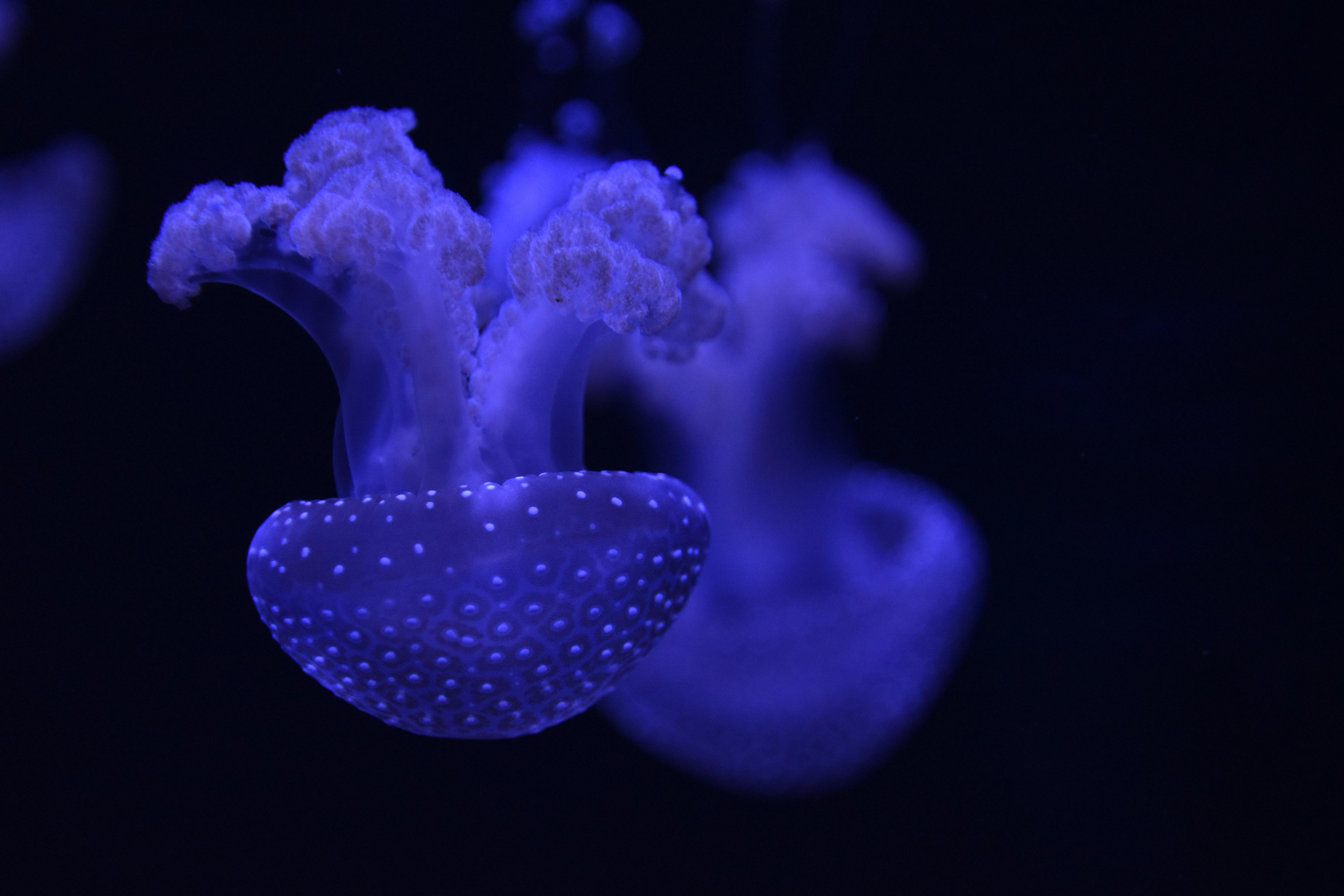 Elizabeth Olson - 摄影