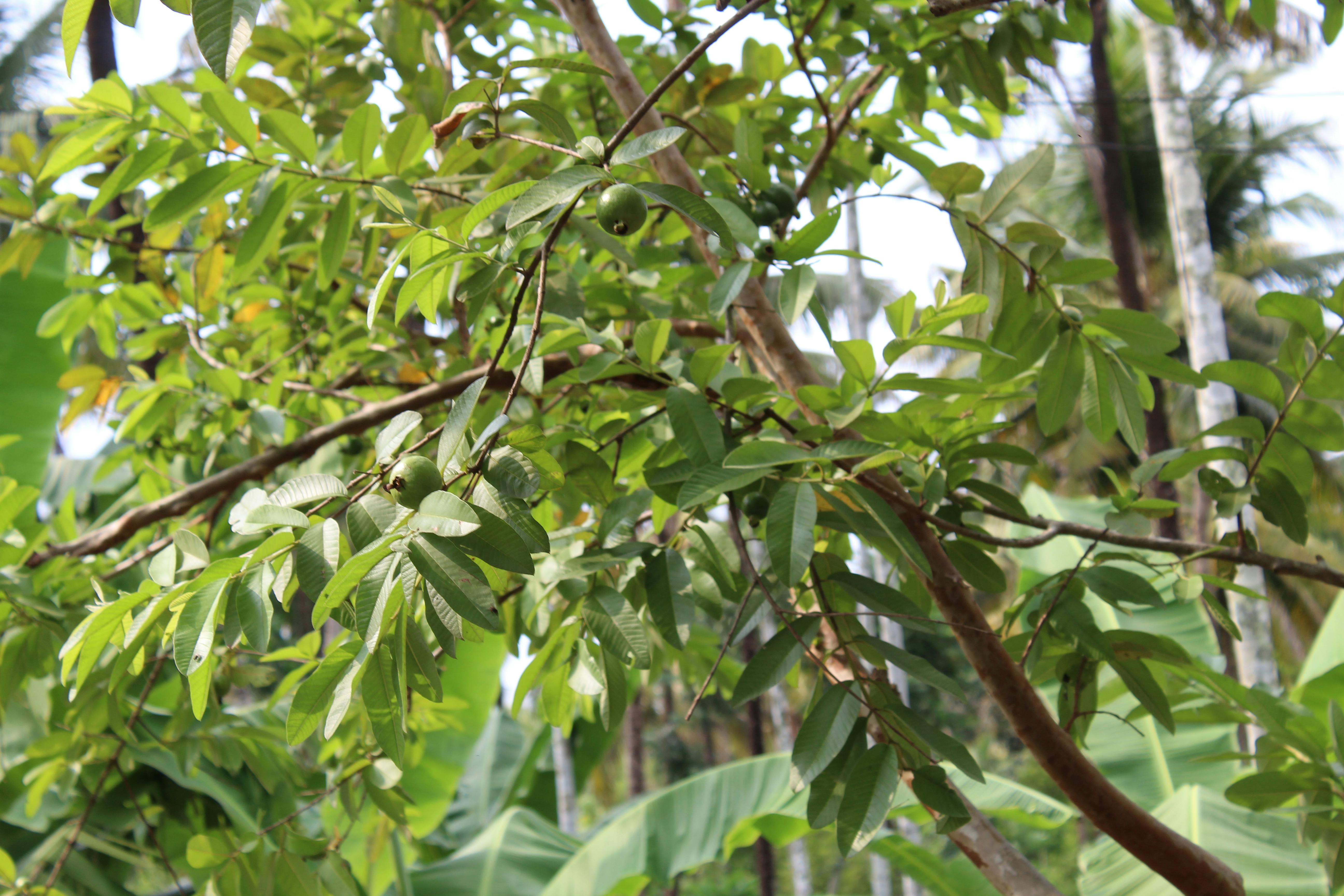 David Vinson - 写真