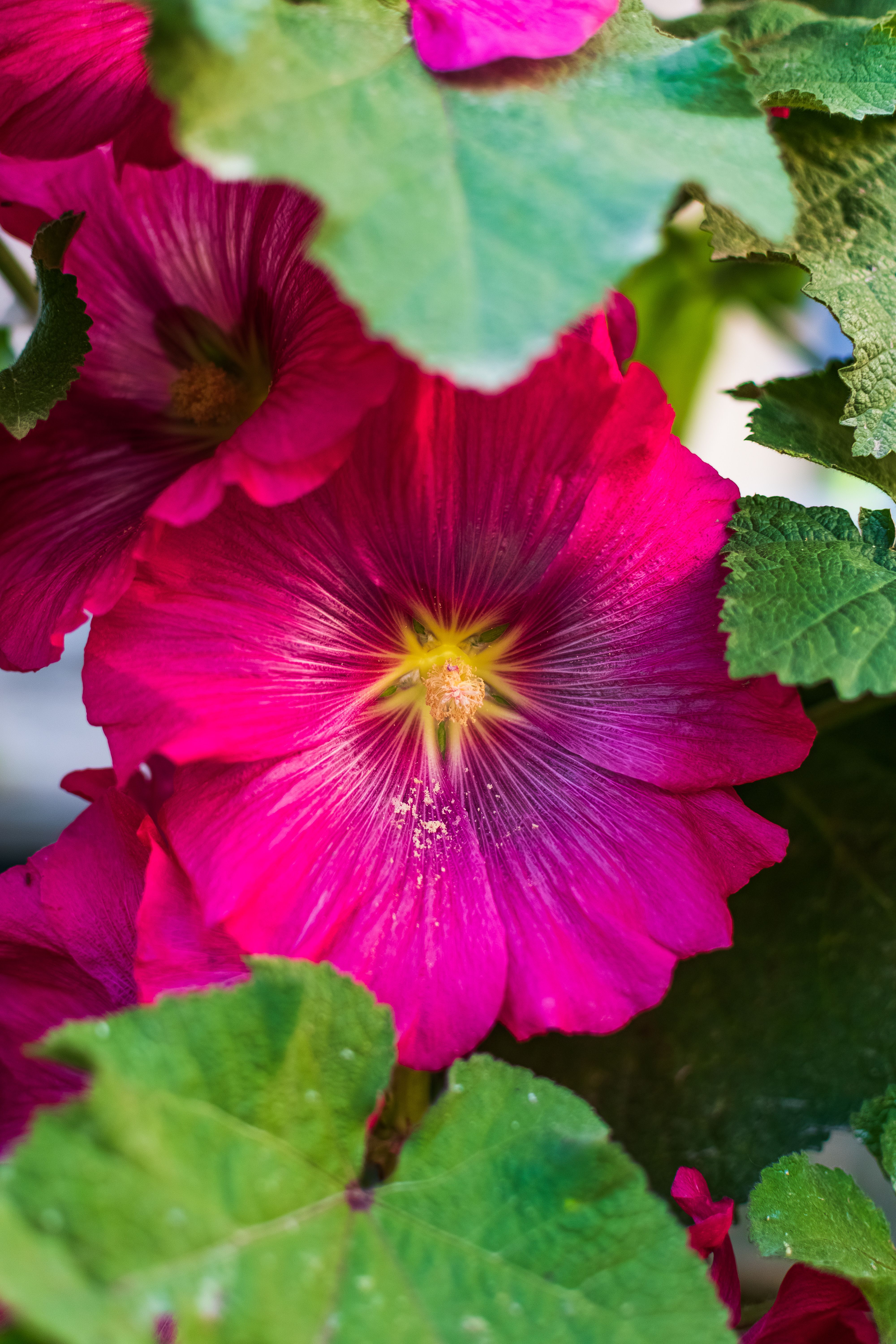 A Pink Mallow in Garden · Free Stock Photo