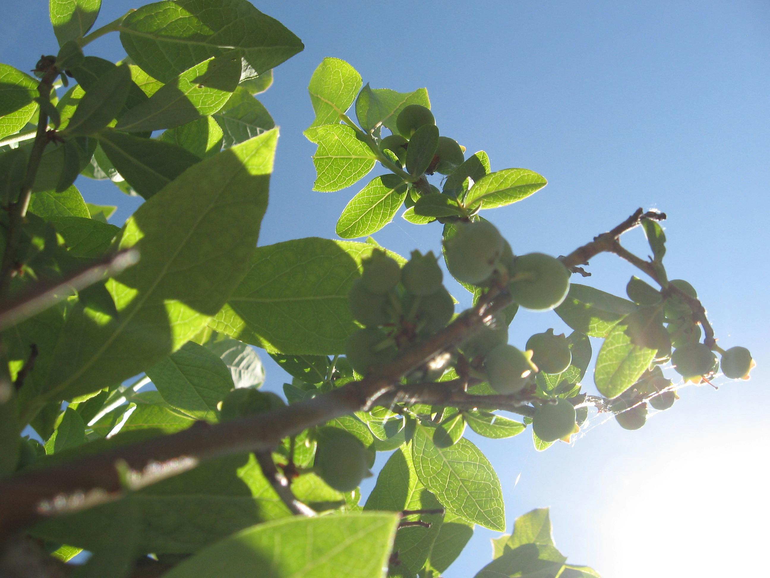 Free stock photo of natue, sun