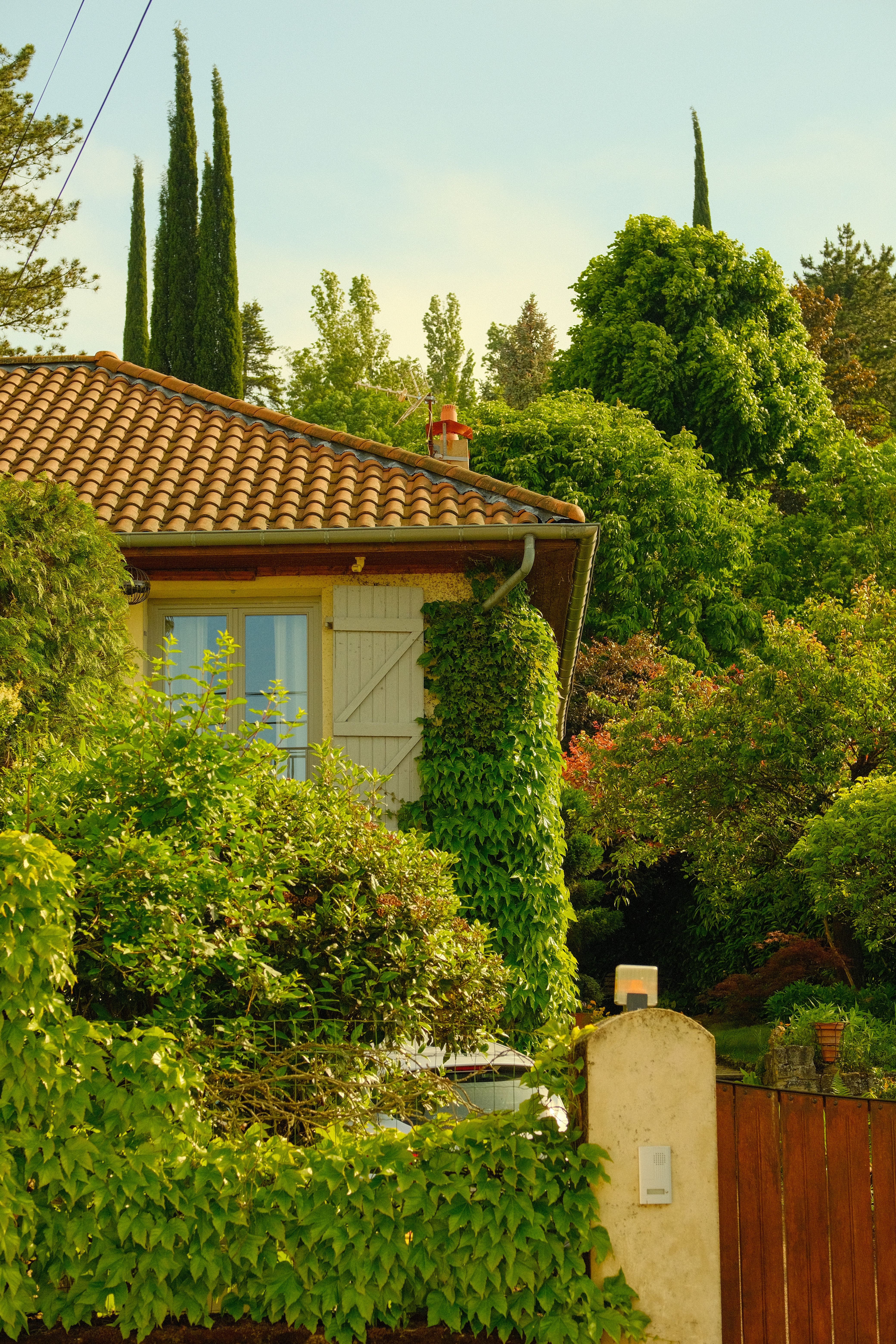 Green Trees and Ivy around House · Free Stock Photo