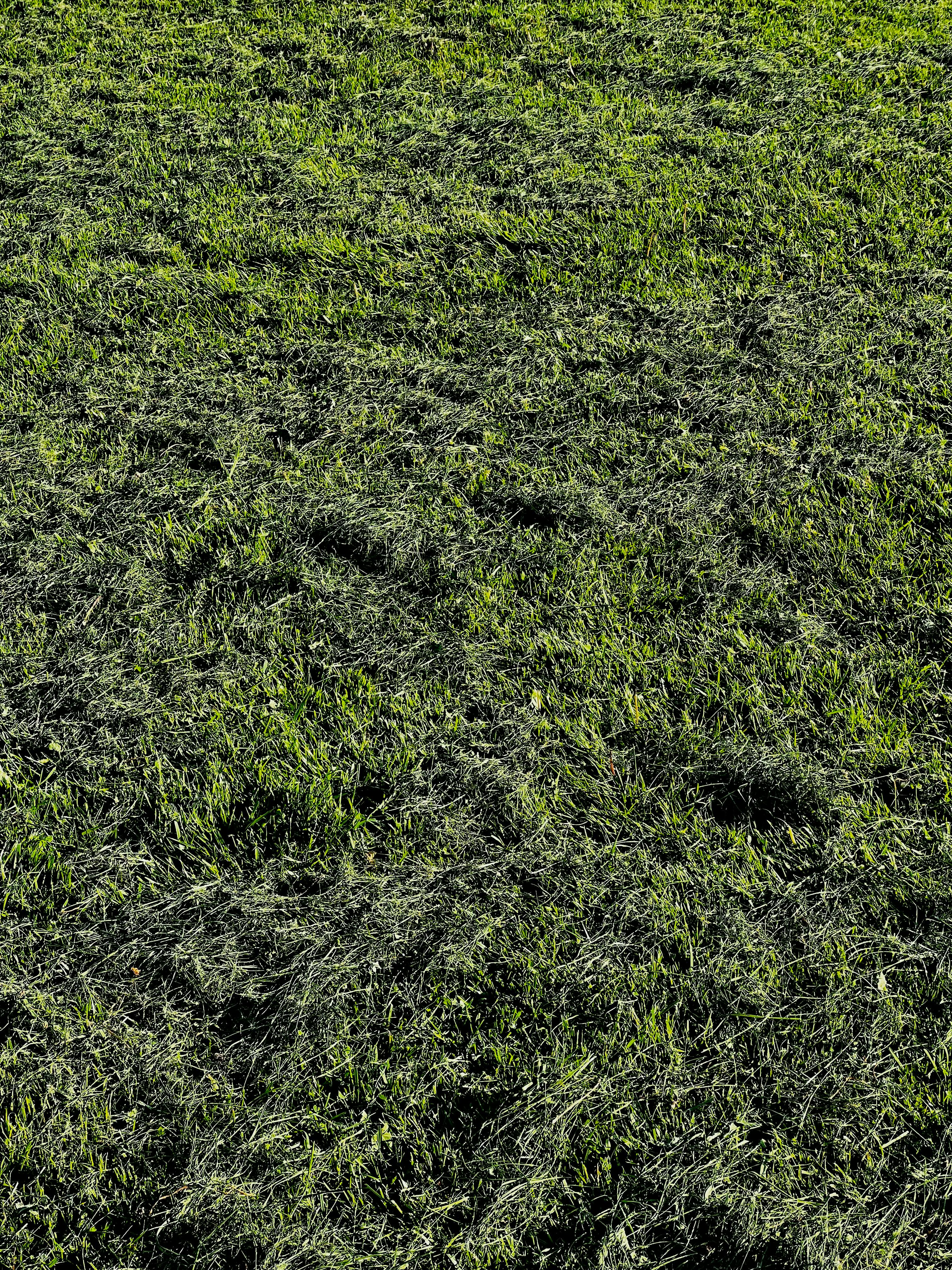 Green Grass Lawn · Free Stock Photo