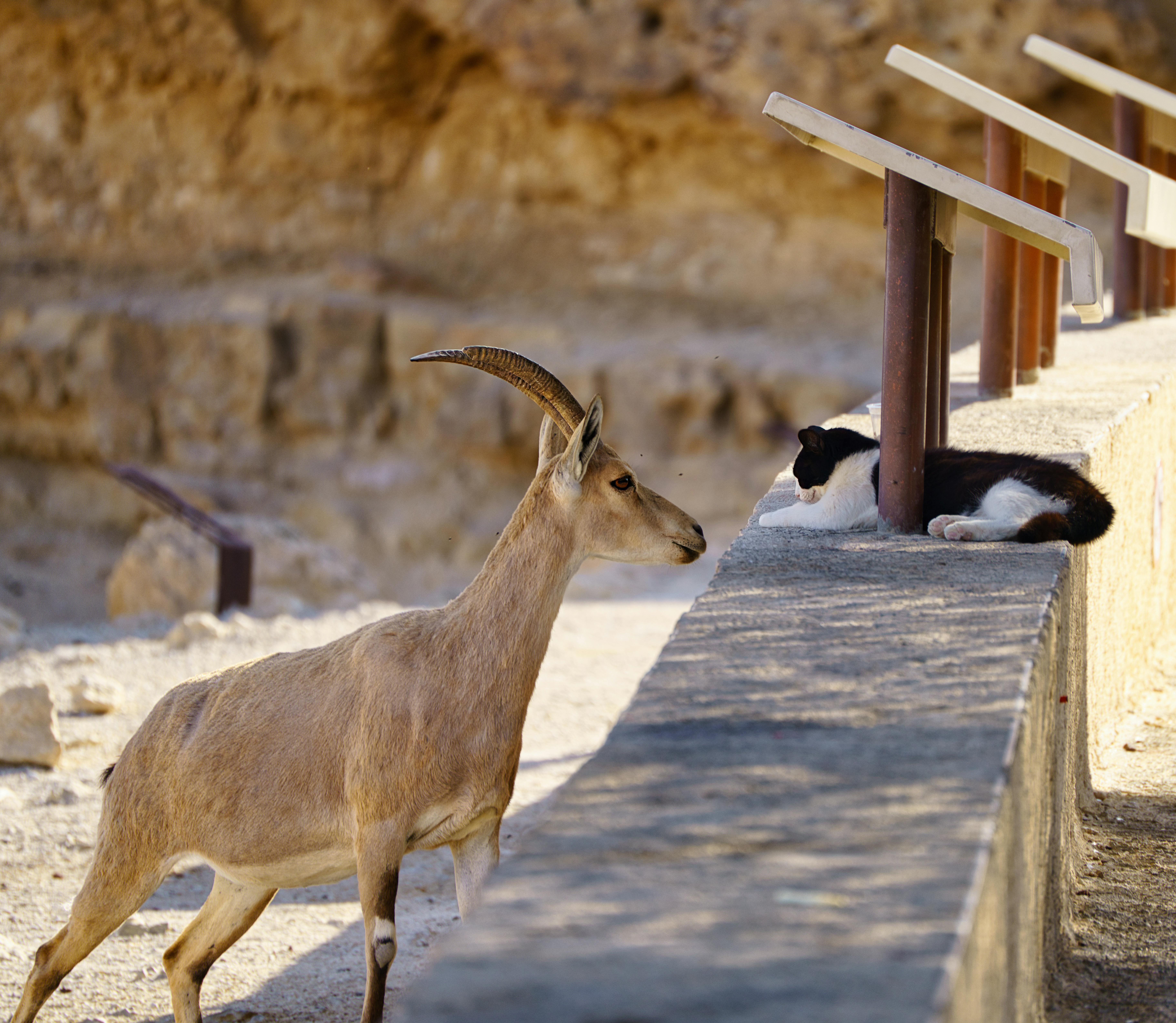 Goat Shadow Photos, Download The BEST Free Goat Shadow Stock Photos ...