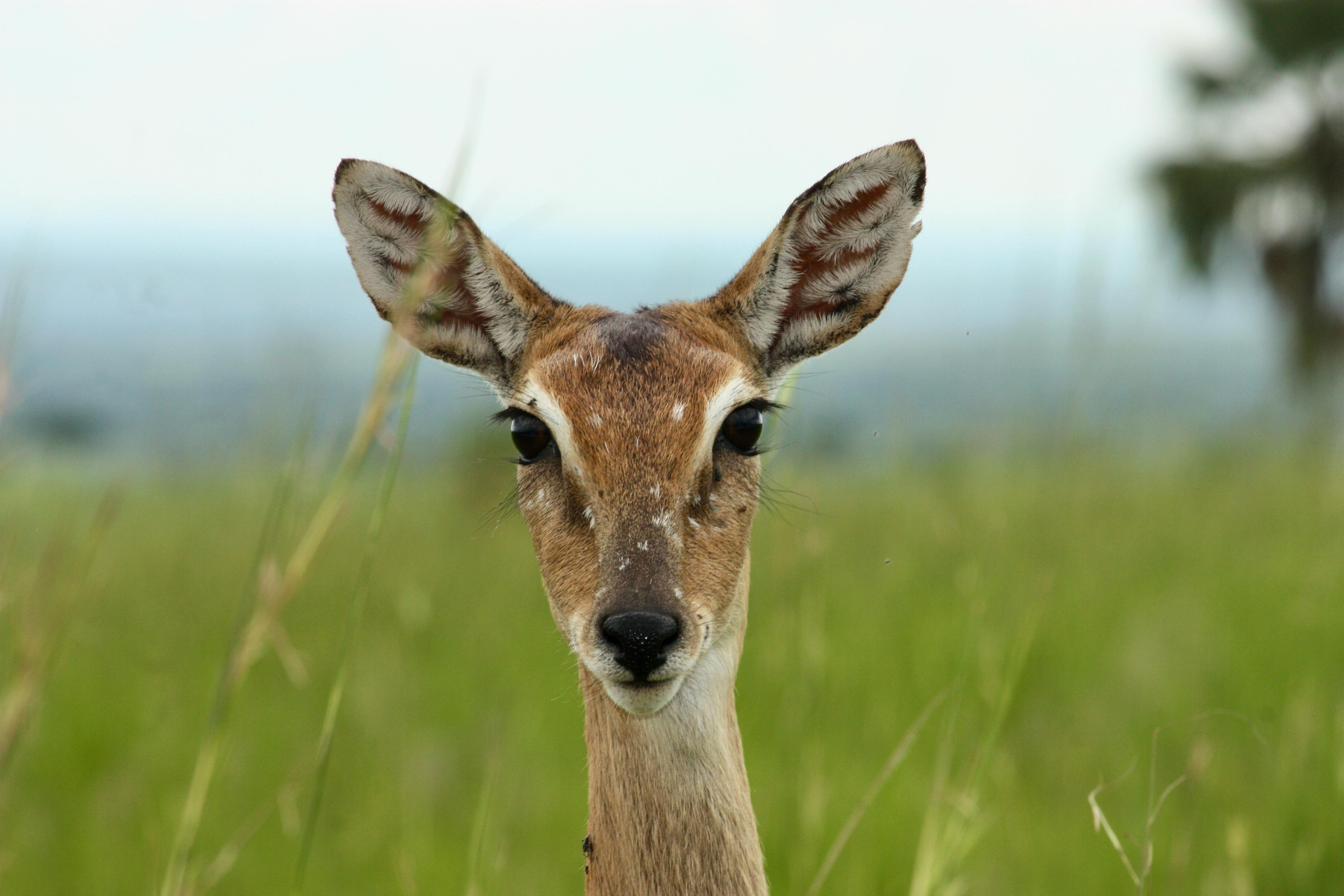 4k Wallpaper Deer Head Photos, Download The BEST Free 4k Wallpaper Deer ...