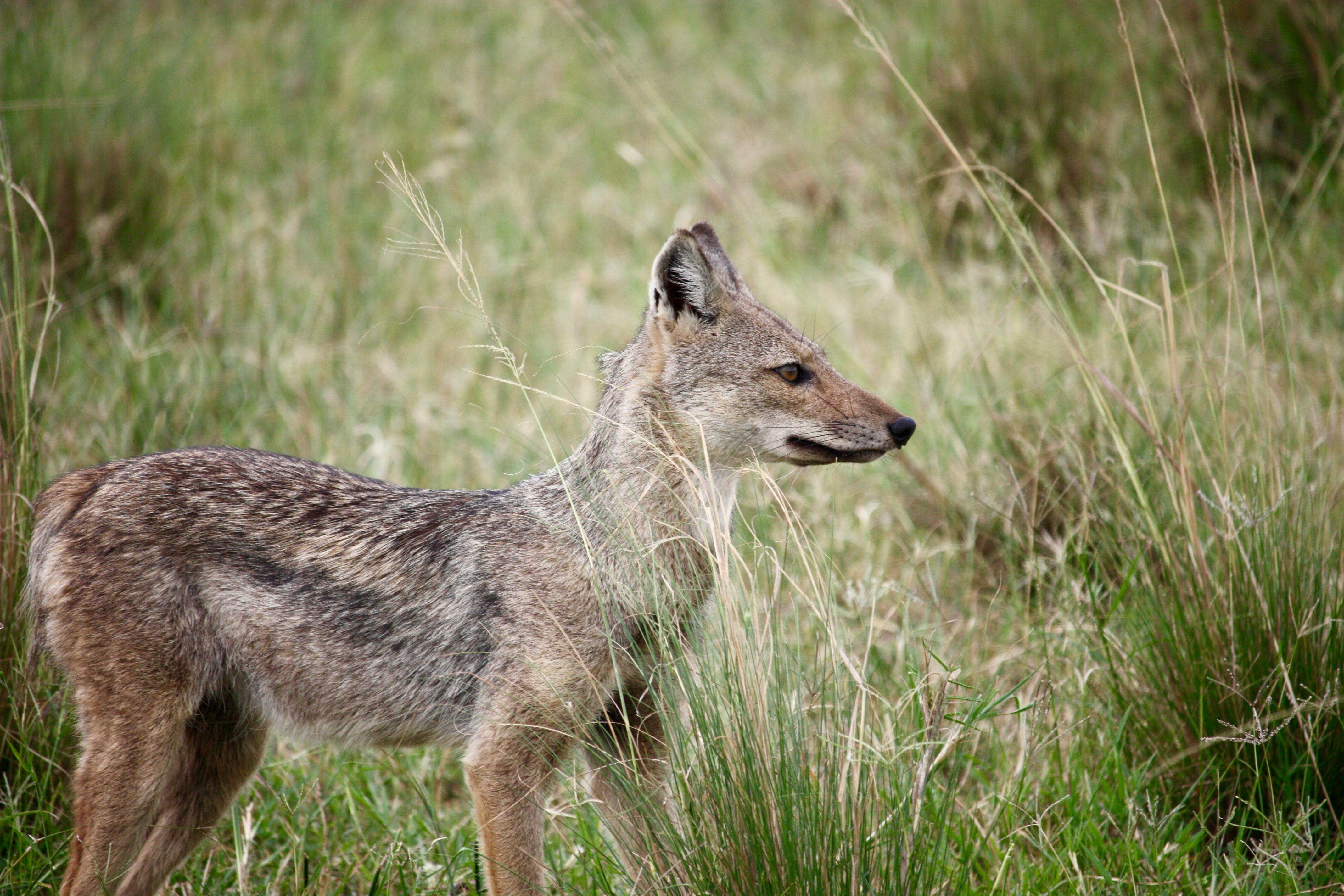 Tan and Orange Fox Standing in Water Near the Grass · Free Stock Photo