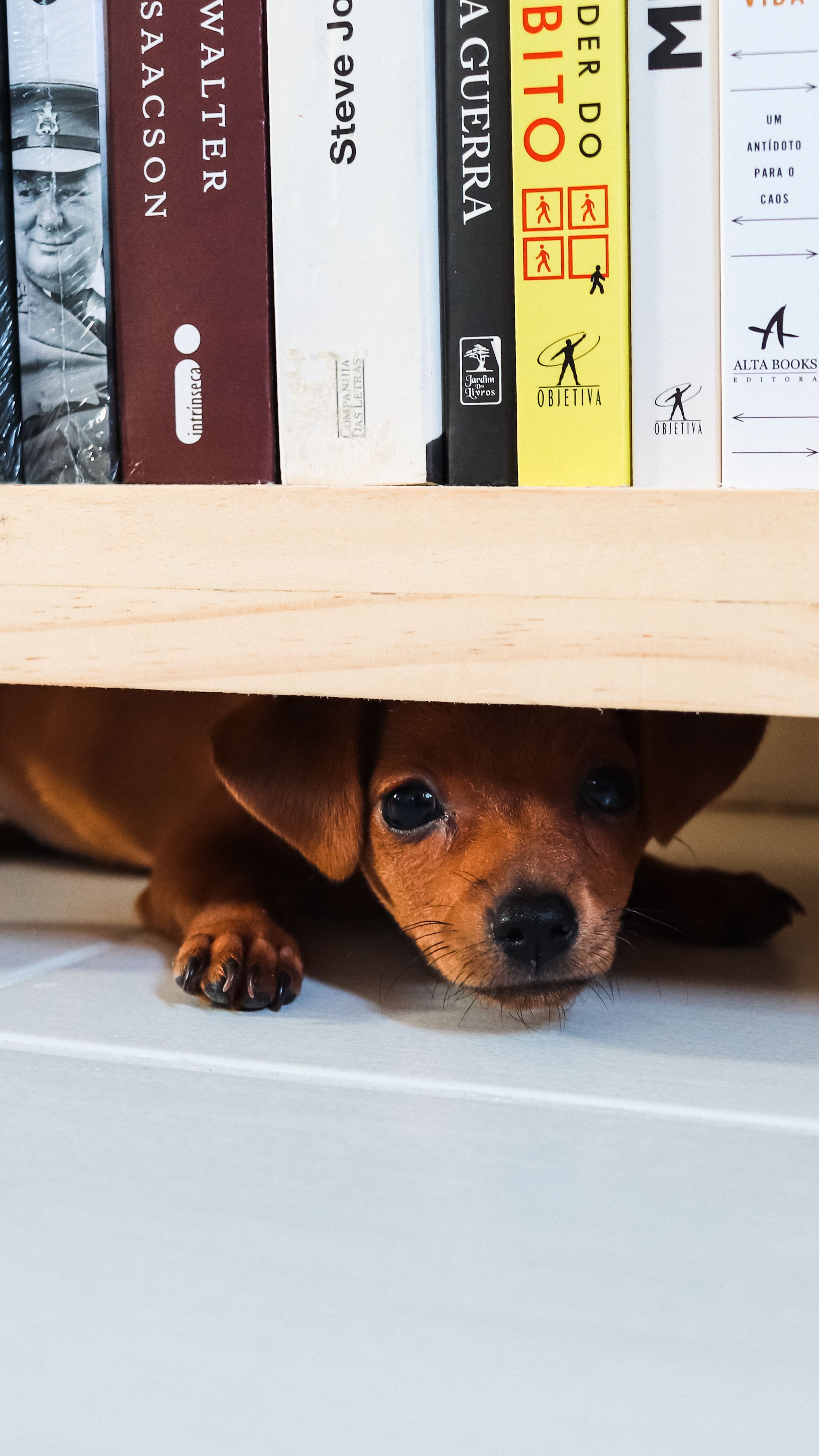 Brown Wiener Dog Hiding Under a Bookshelf · Free Stock Photo